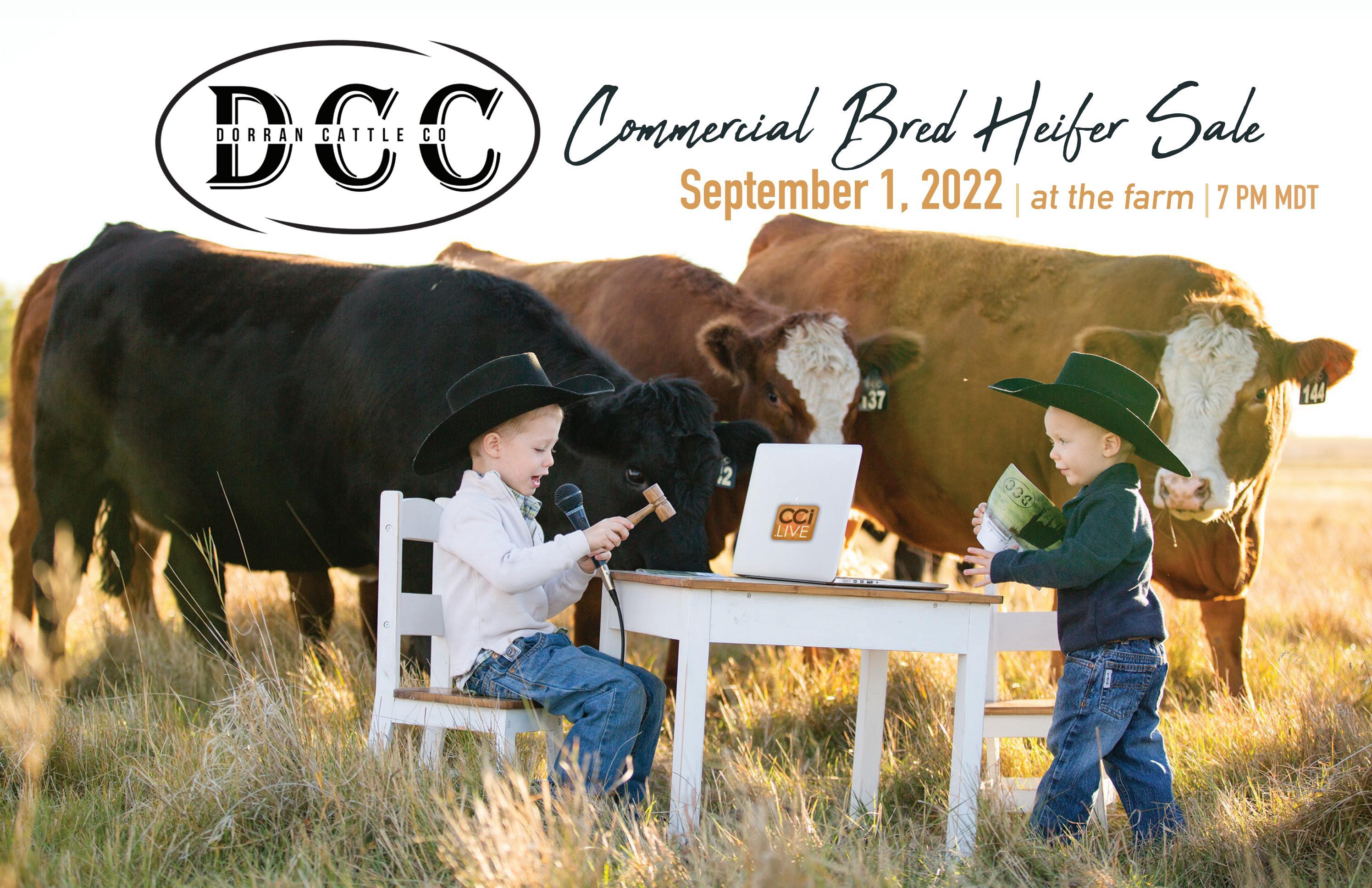 2022 DCC Commercial Bred Heifer Sale by Cassie Dorran - Issuu