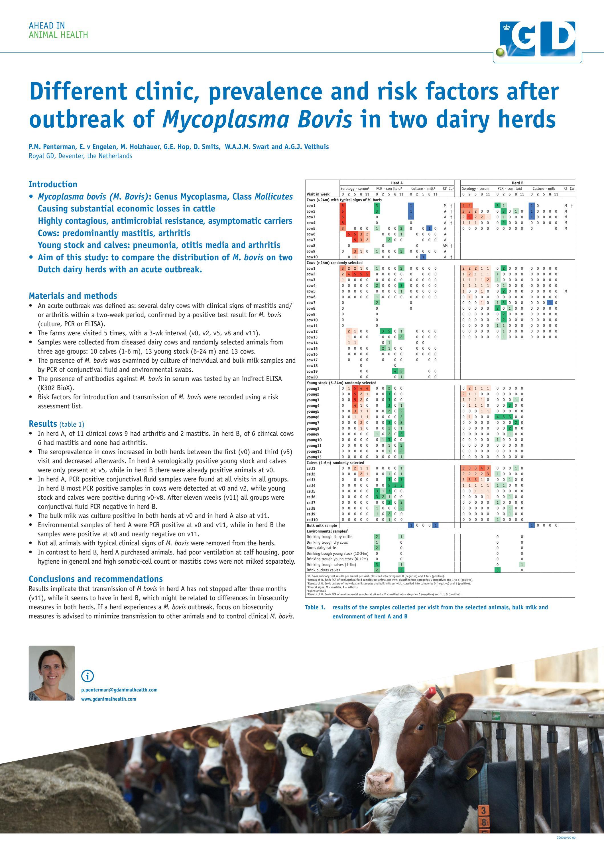 Different clinic, prevalence and risk factors after outbreak of Mycoplasma Bovis in two dairy ...