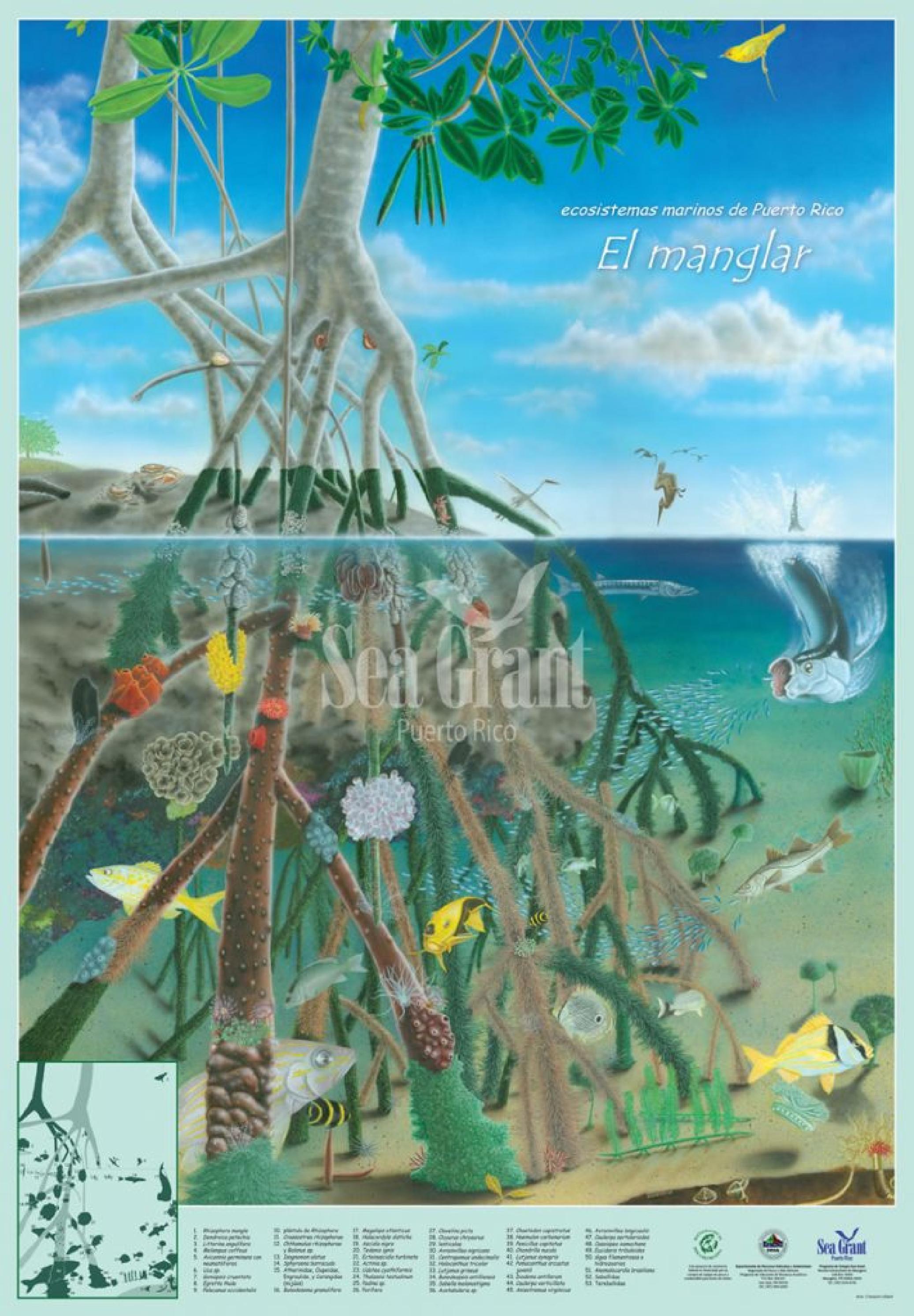 El manglar by Puerto Rico Sea Grant - Issuu