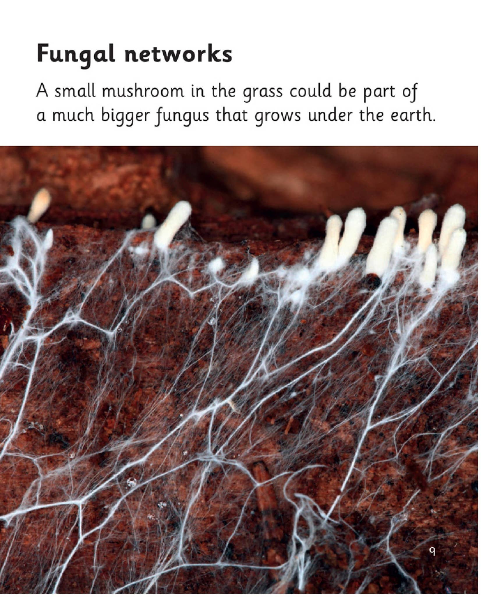 The Secret Life of Mushrooms by Collins - Issuu