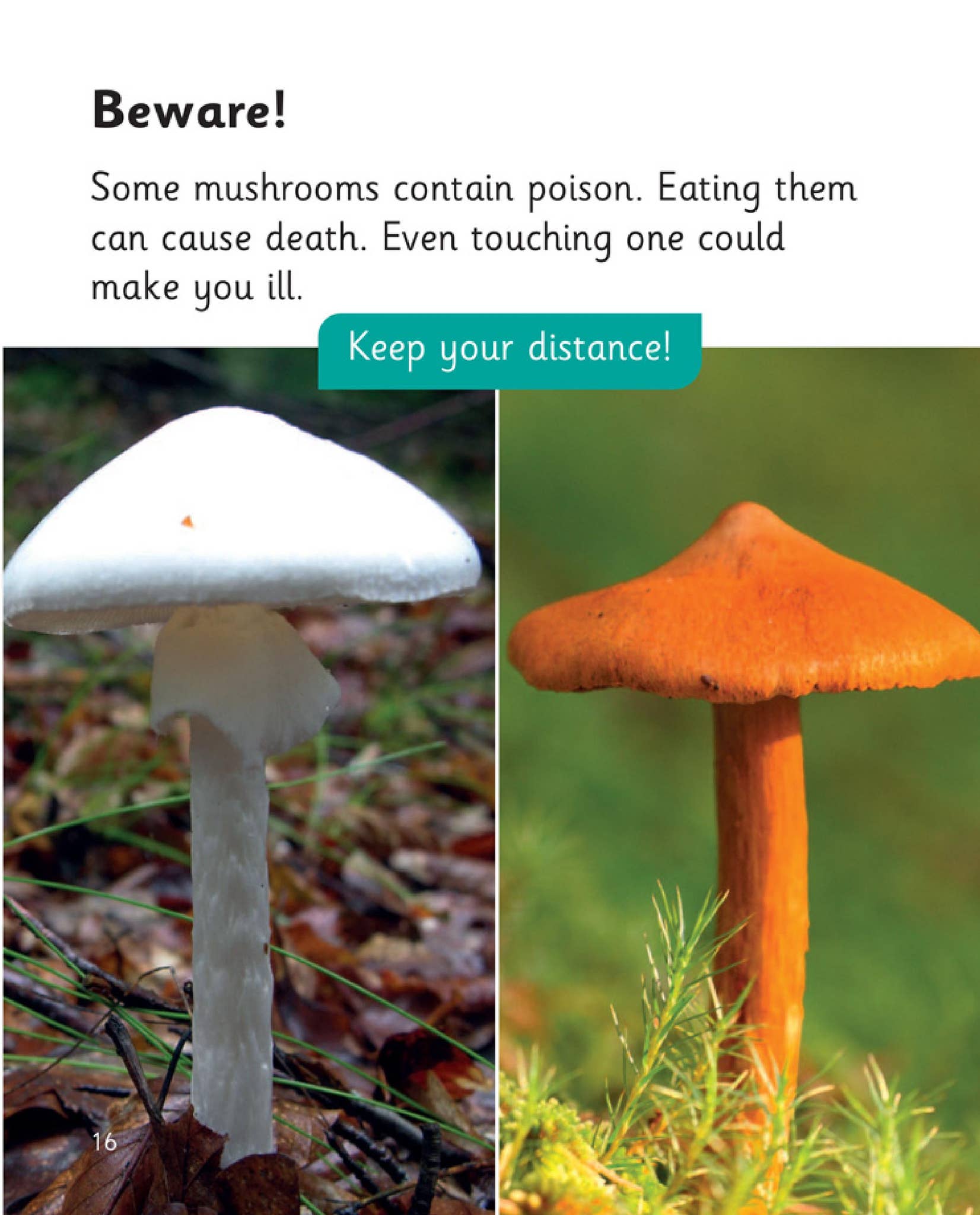 The Secret Life of Mushrooms by Collins - Issuu