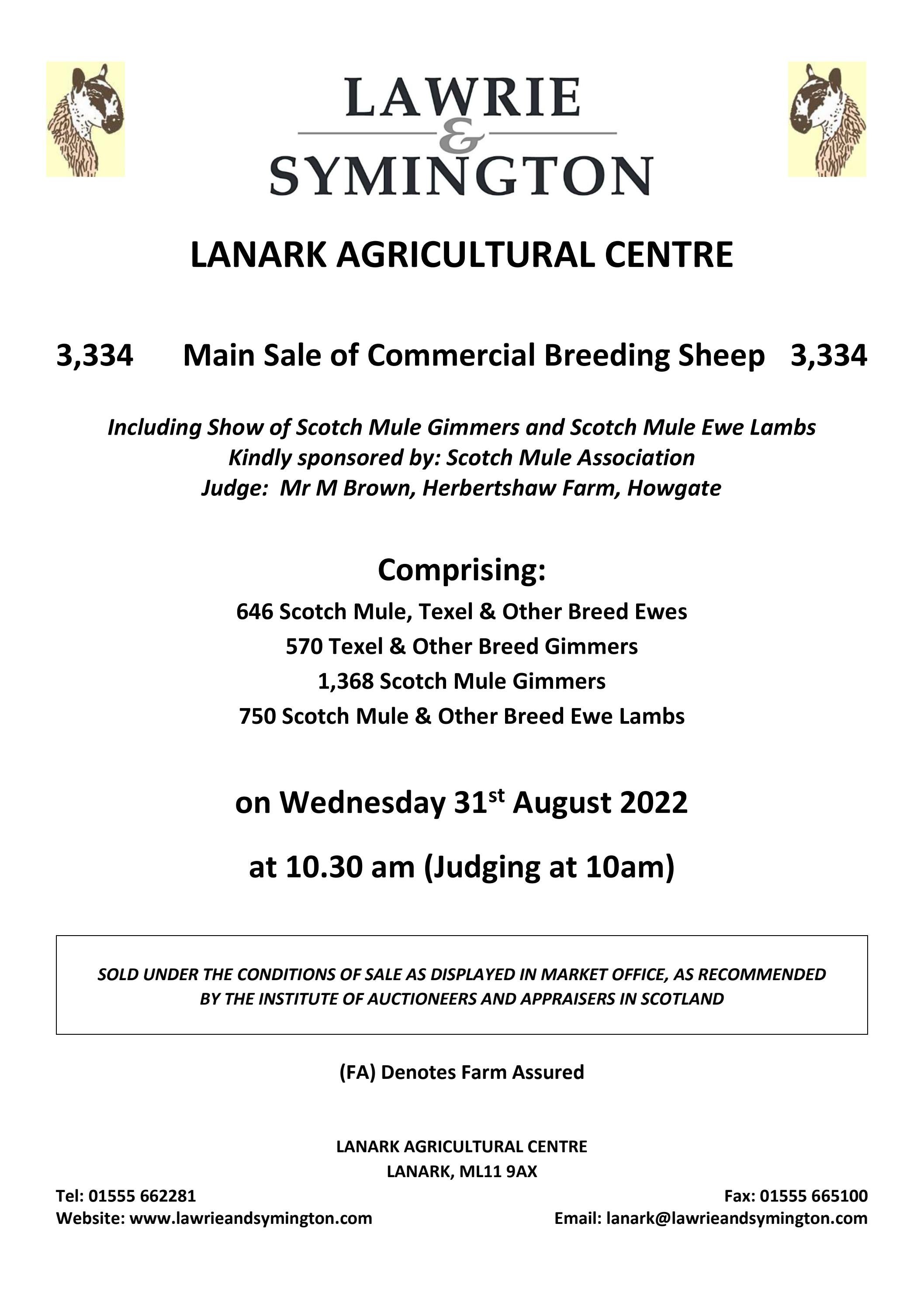 Main Sale of Commercial Breeding Sheep - 31st August 2022 by lawrie-and ...