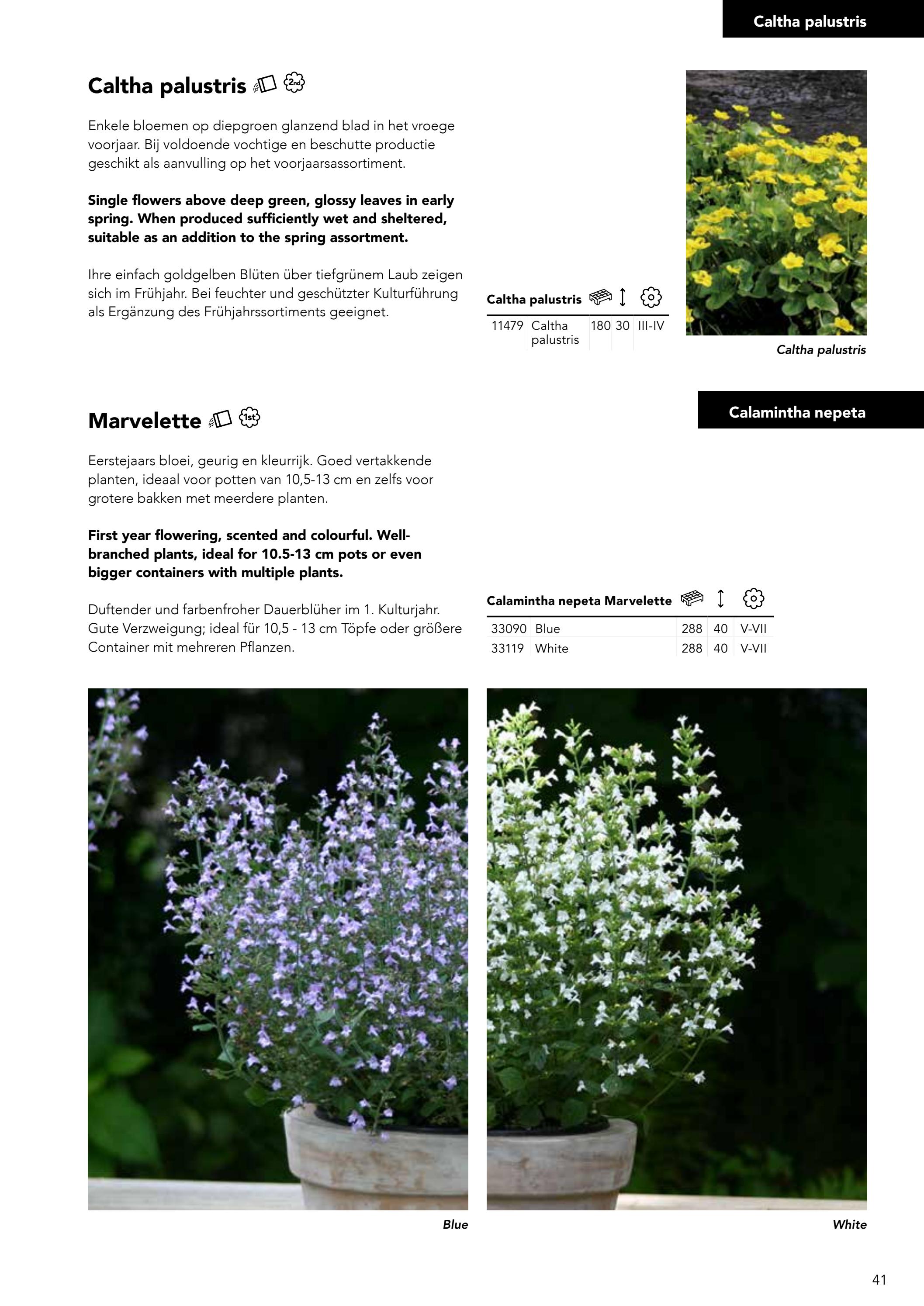 Florensis | Perennials 2023 DUT-ENG-GER by Florensis - Issuu