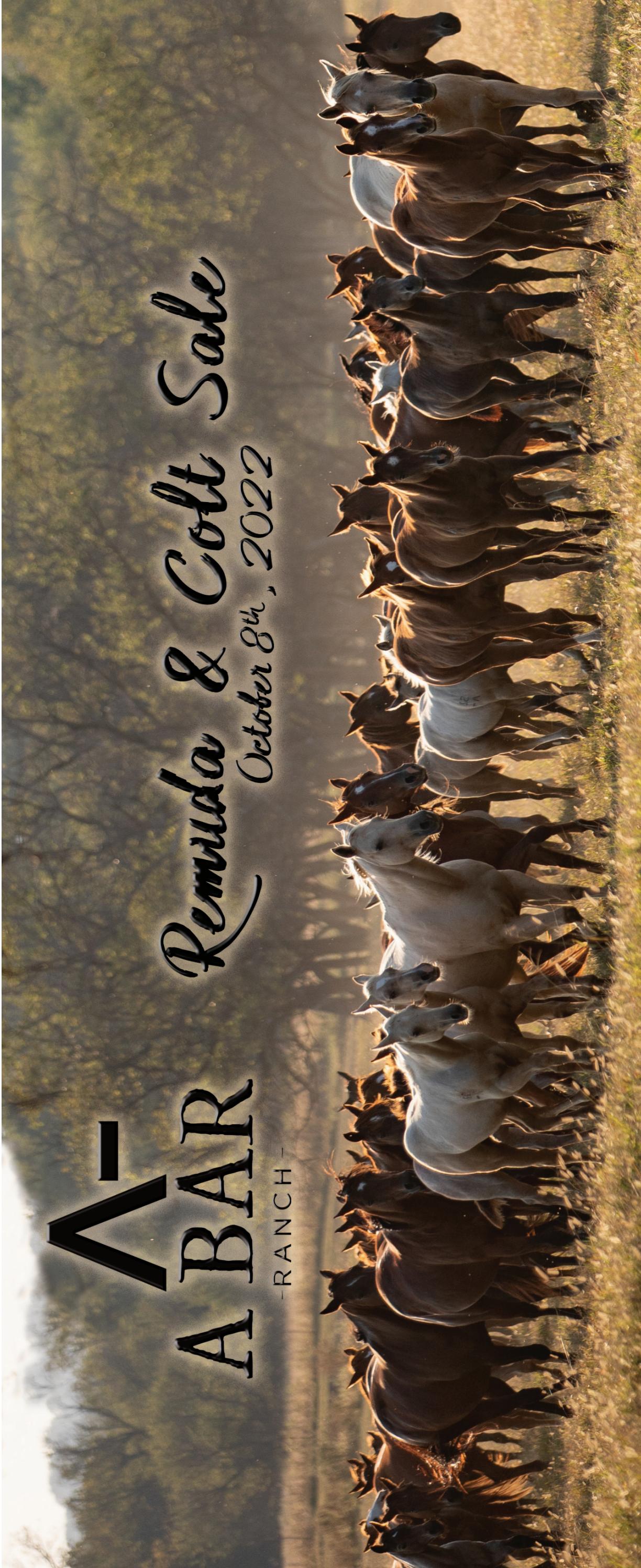 A Bar Ranch 2022 Remuda Colt Sale By Ranch House Designs Issuu