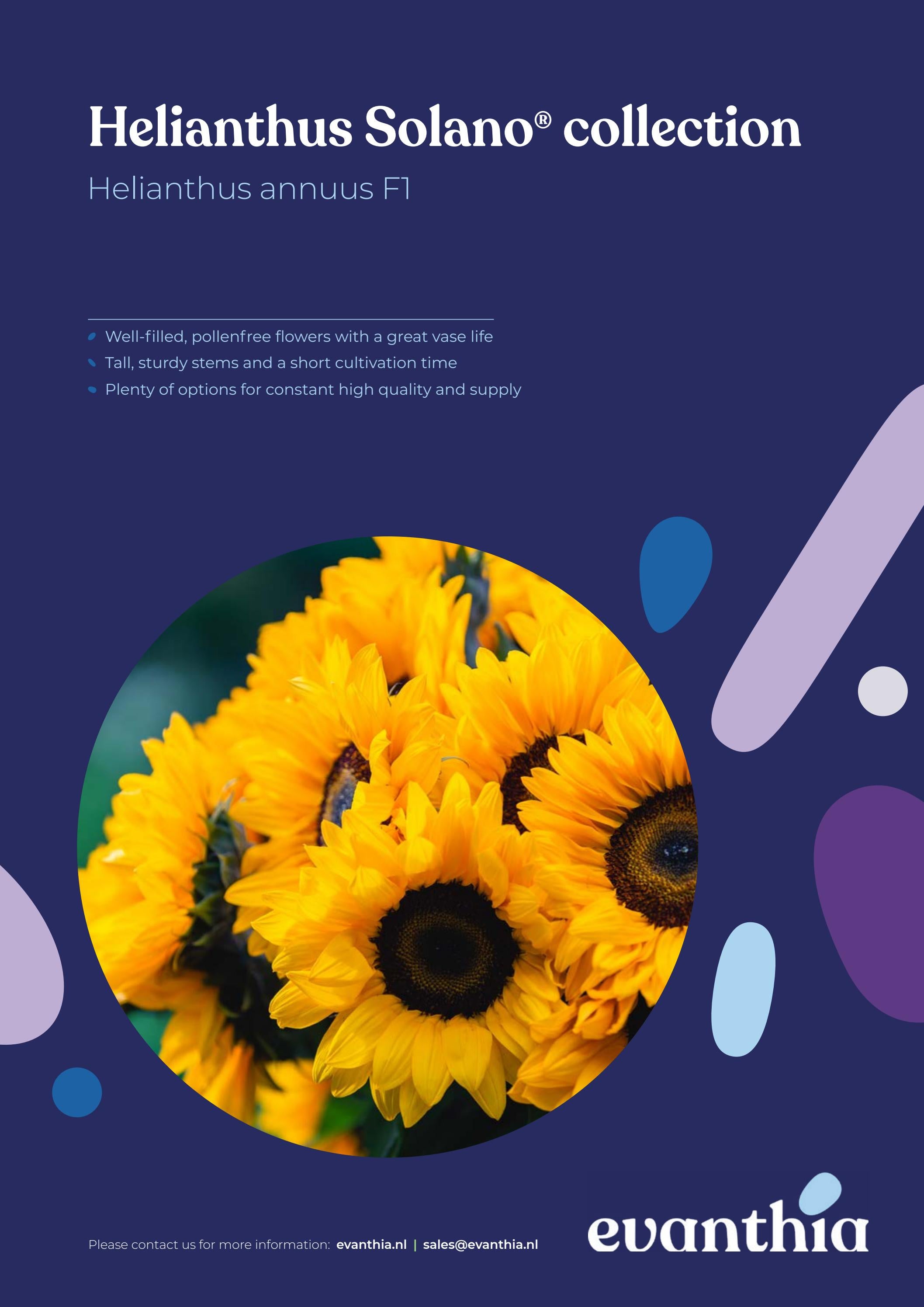 Helianthus Solano ® collection leaflet by Evanthia Seeds & Plants - Issuu