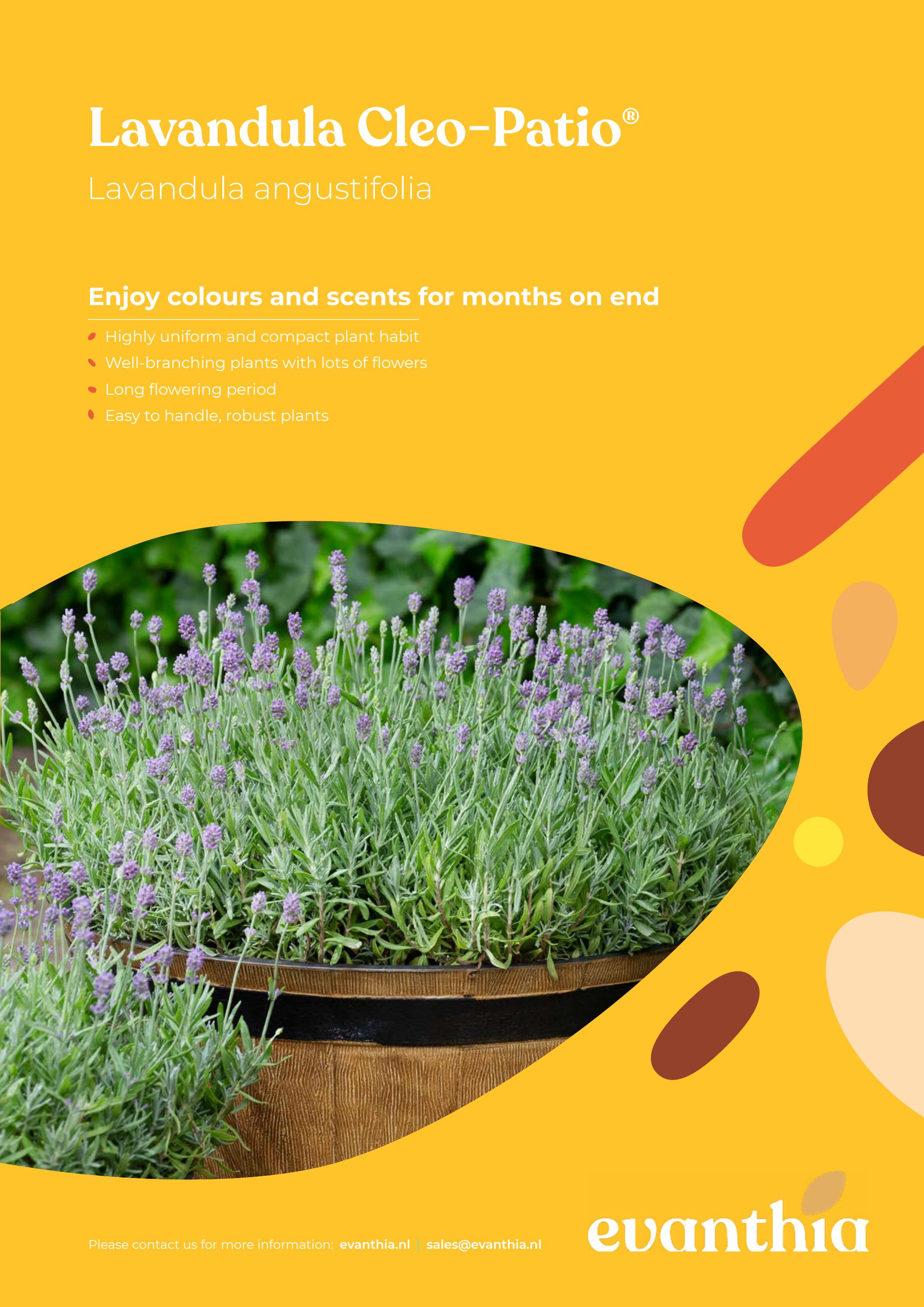 Lavandula Cleo-Patio® leaflet by Evanthia Seeds & Plants - Issuu