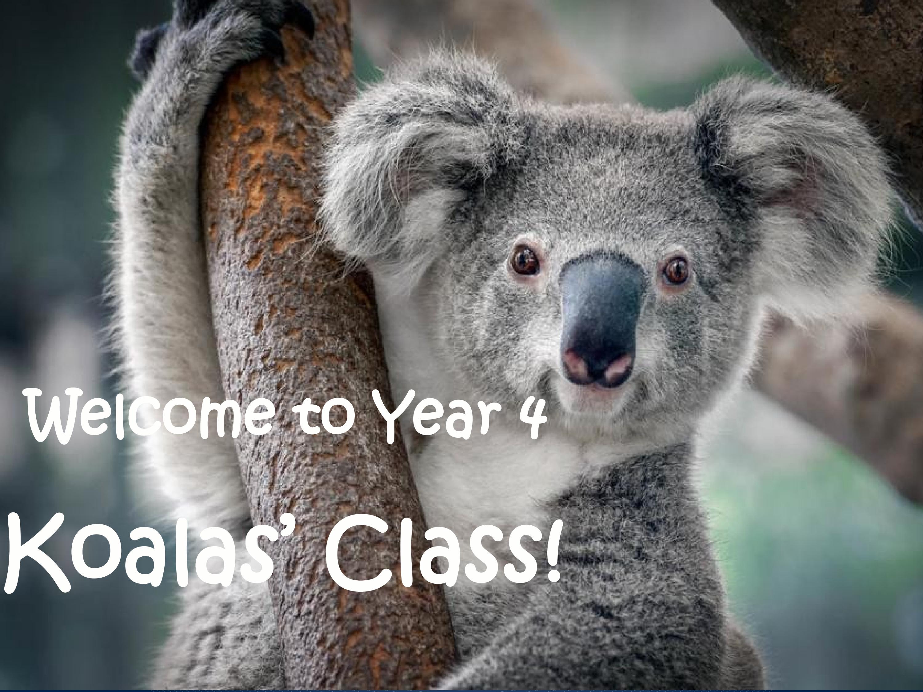 Koalas' Welcome Powerpoint by Schudio - Issuu