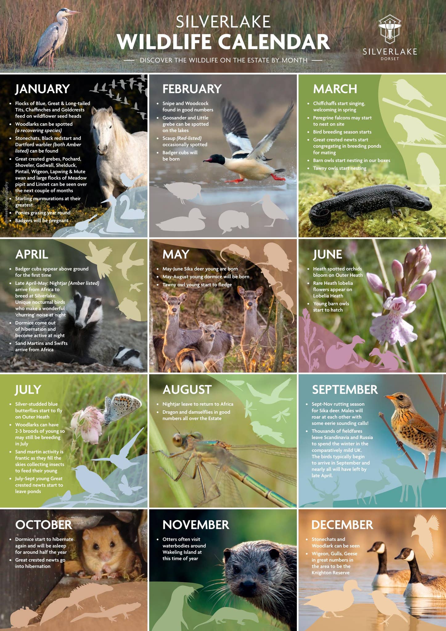 Silverlake Wildlife Calendar by HabitatFirstGroup - Issuu
