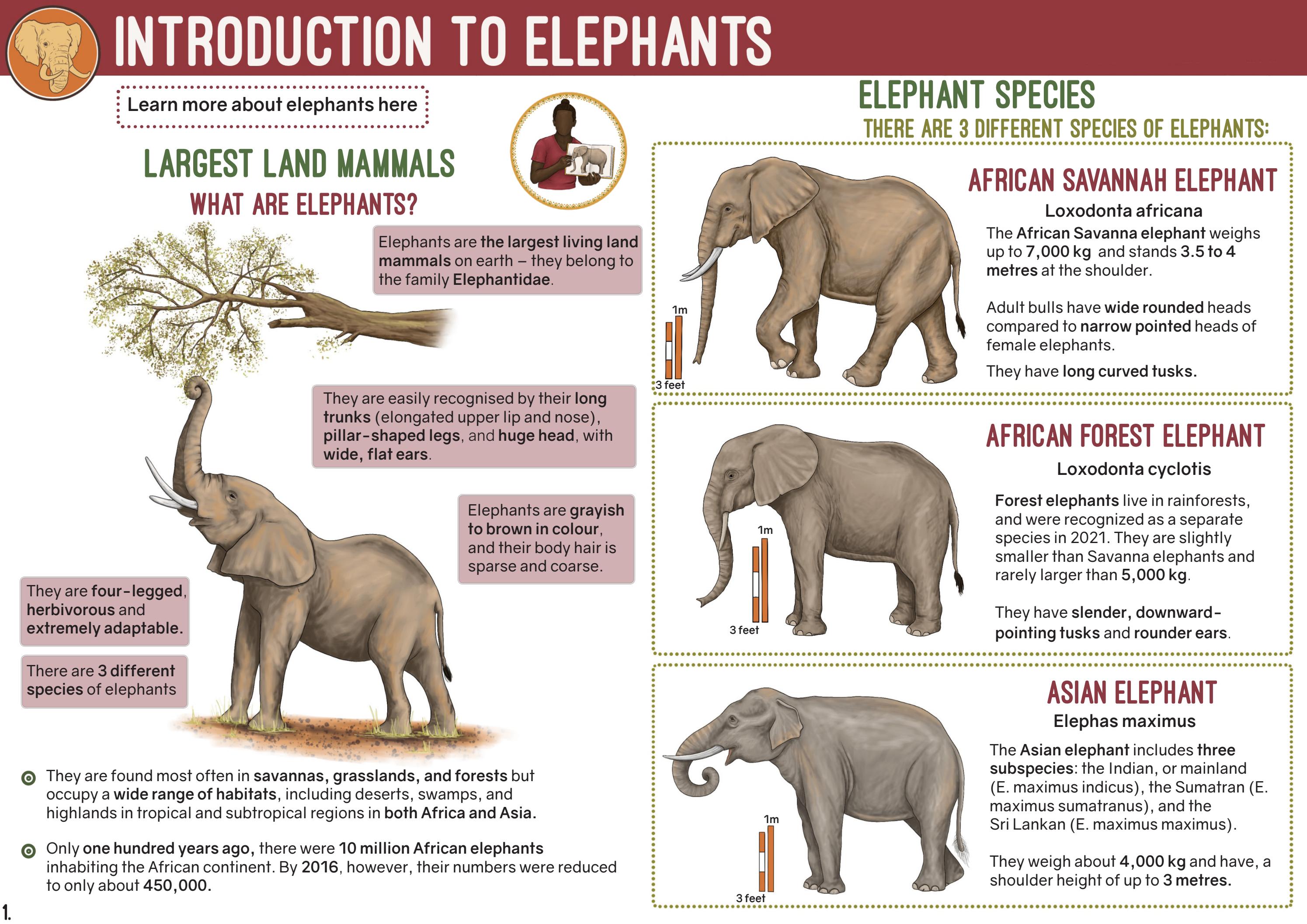 Introduction to Elephants by Save The Elephants - Issuu