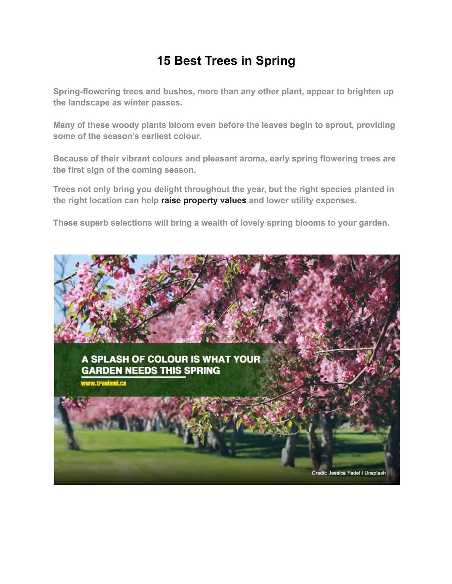 15 Best Trees in Spring by Caledon Treeland - Issuu