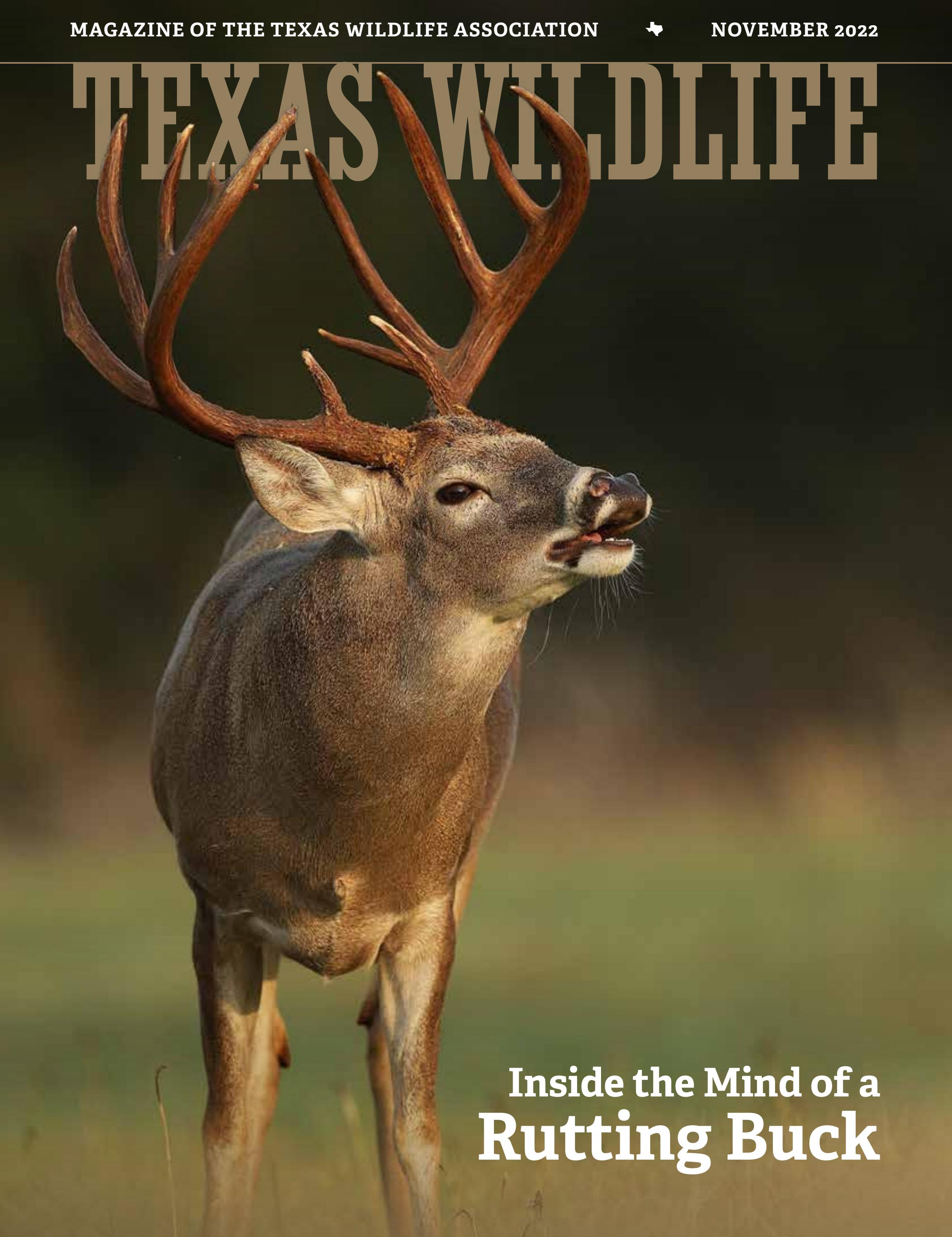 Buy On The Official Website Deer 10 Point Mule Deer Buck Trees Car Buy On The Official Website Deer 10 Point Mule Deer Buck Trees Car