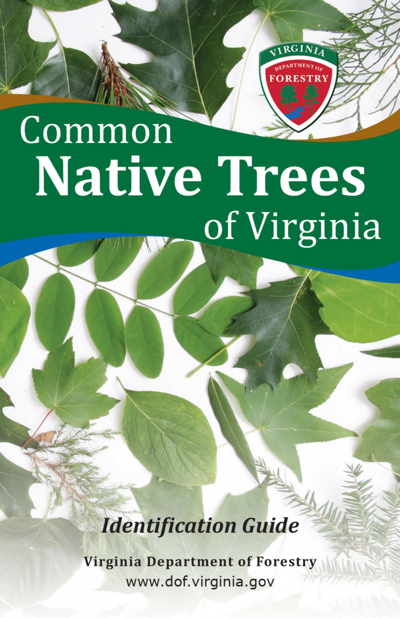 Common Native Trees of Virginia - Identification Guide by vaforestry ...