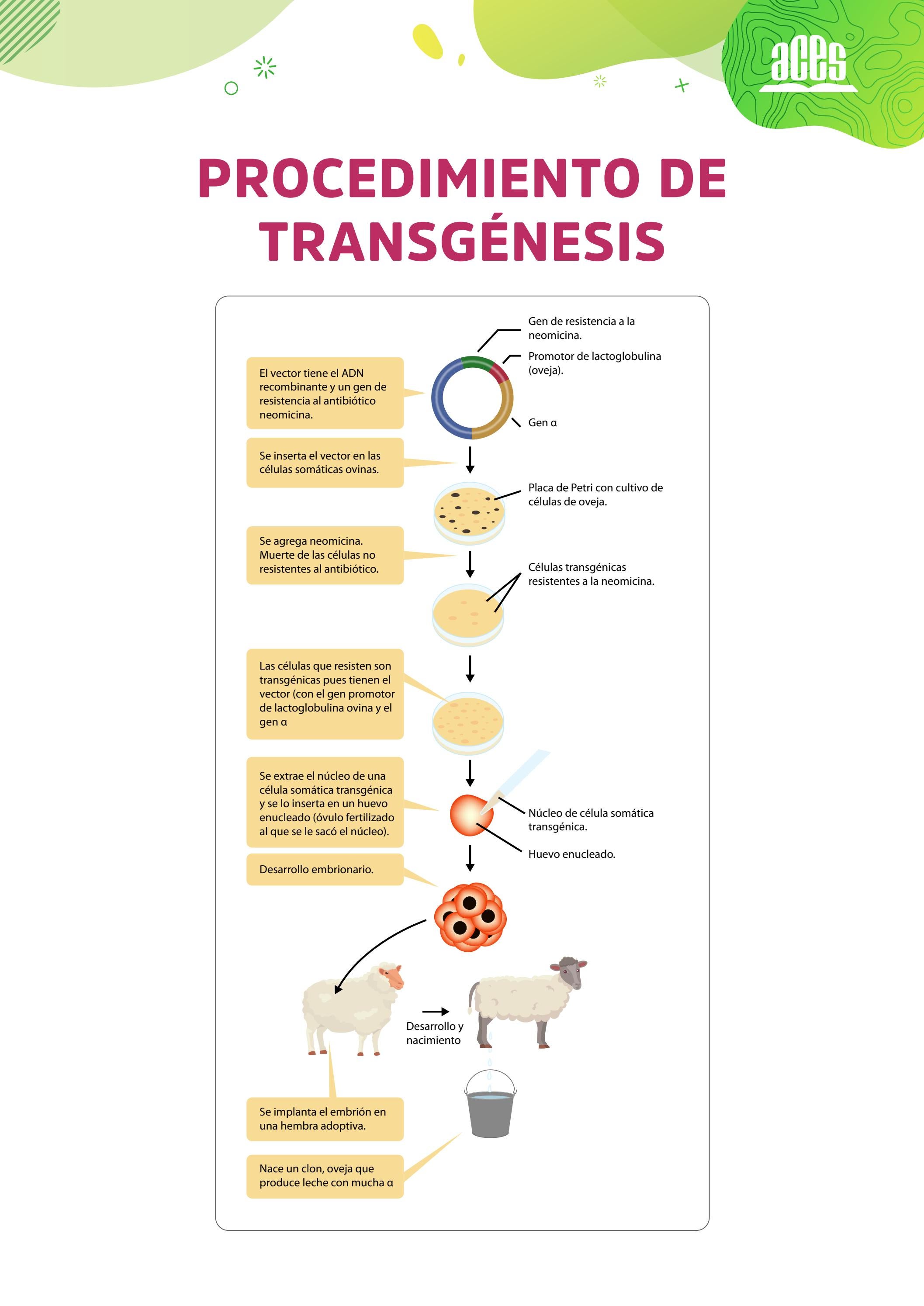 Procedimiento de transgénesis - Genética by Editorial ACES - Issuu