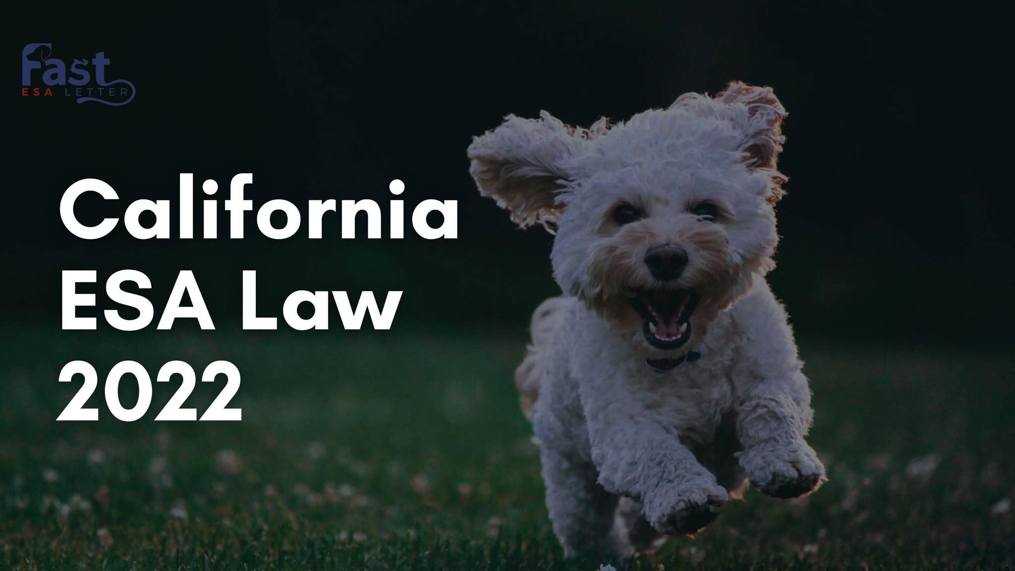 Beginner Guide to Emotional Support Animal California Laws by James ...