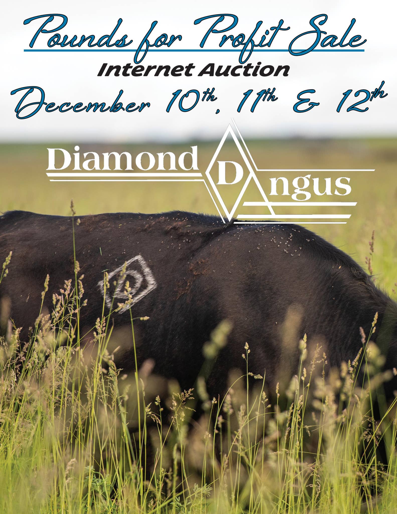 Diamond D Angus Sale Catalog 2022 by PeltonLivestock - Issuu