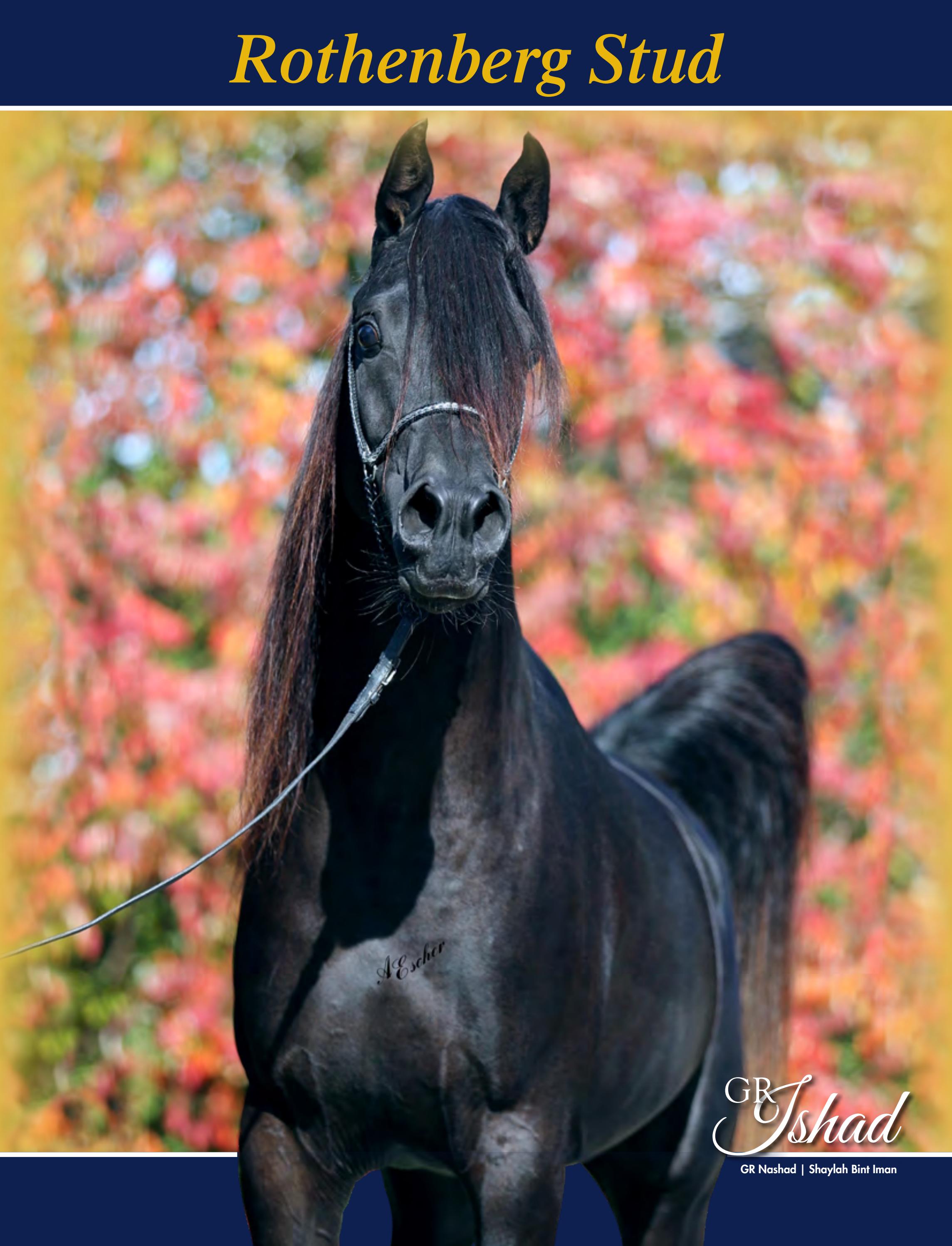 Rothenberg Stud by Alim editrice - Issuu