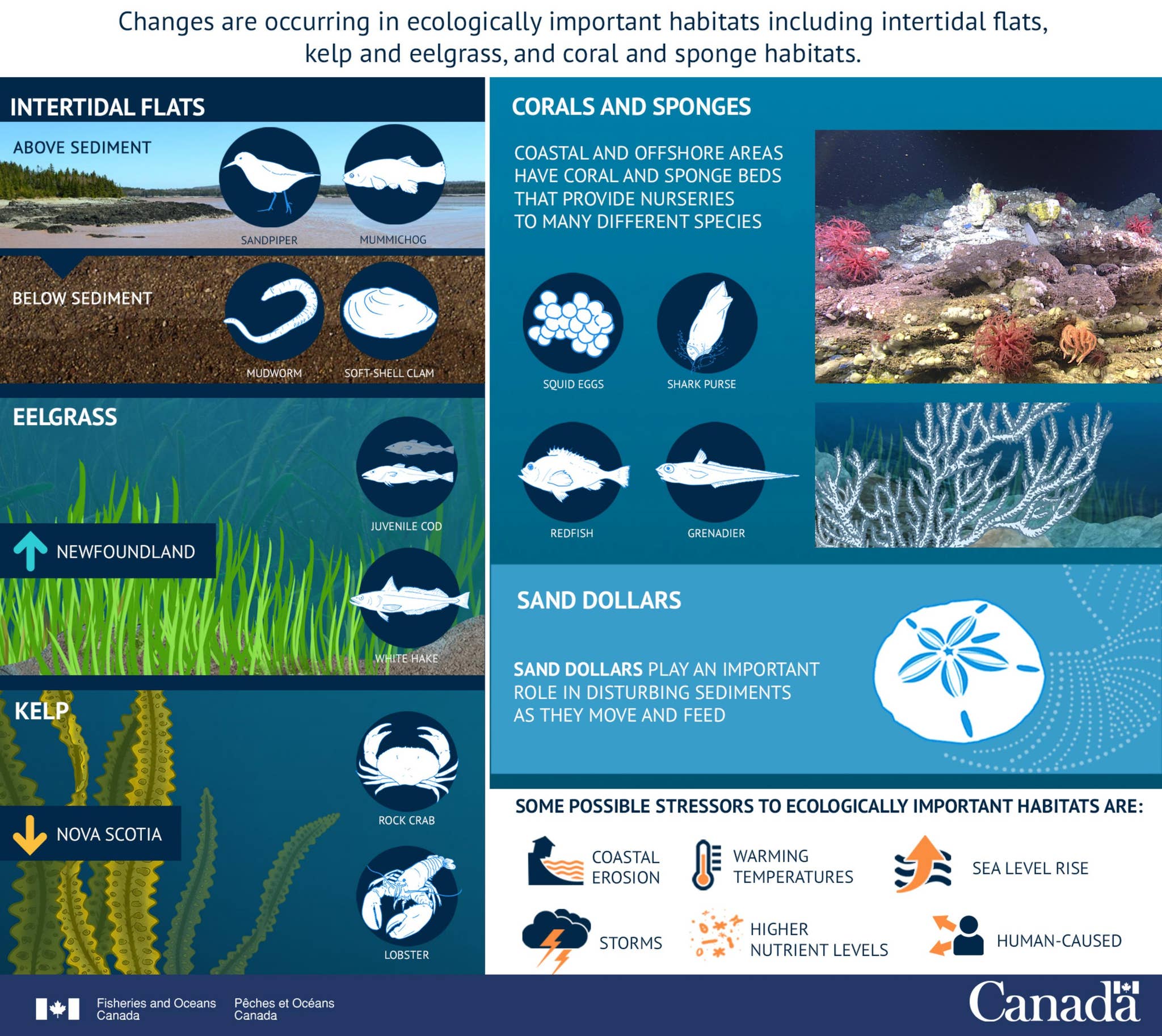 Fisheries and Oceans Canada (Atlantic Ecosystem Ilustrated Infographics ...