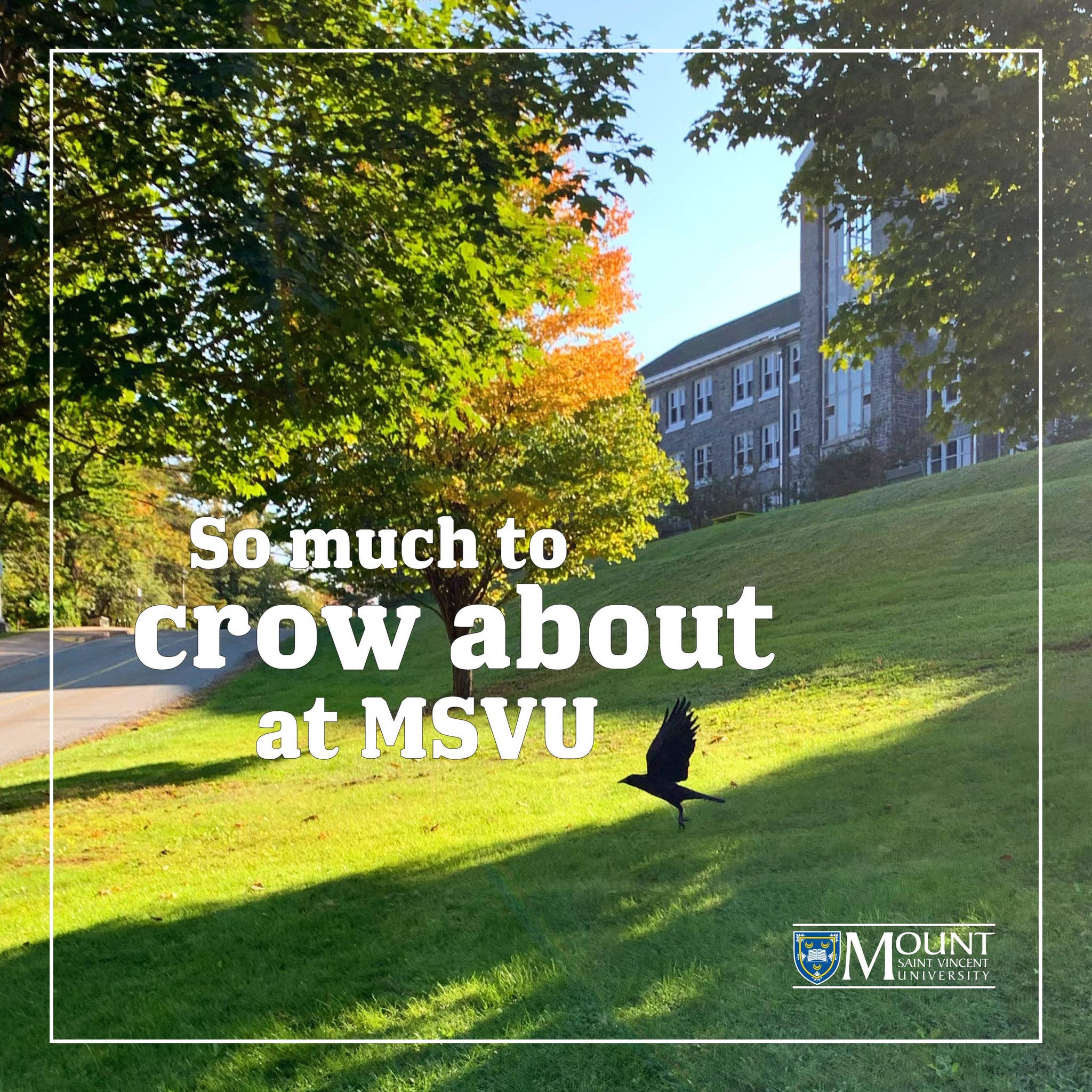 So much to crow about at MSVU by Mount Saint Vincent University - Issuu
