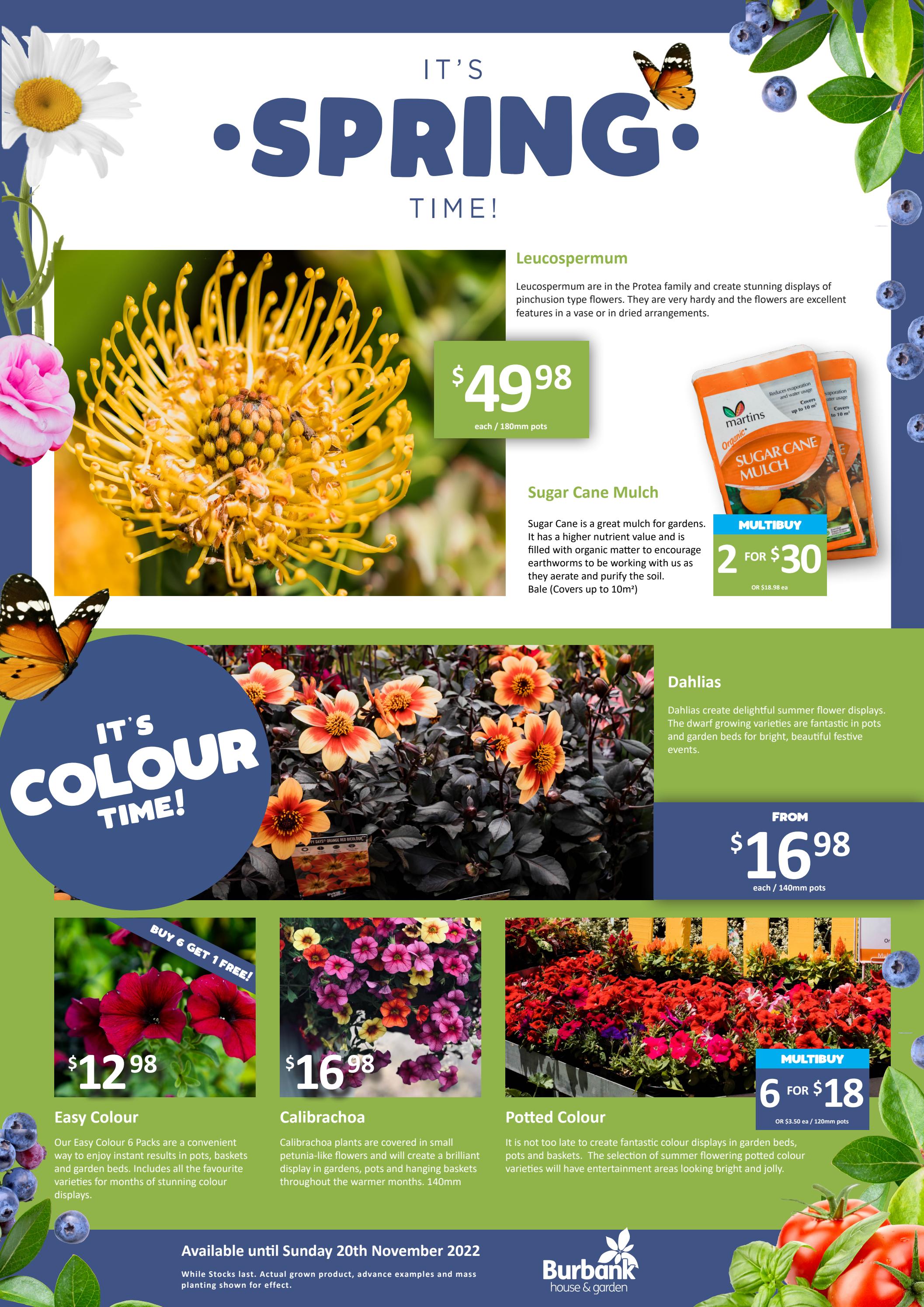 Burbank House & Garden - Late Spring Catalogue by Gro Australia - Issuu
