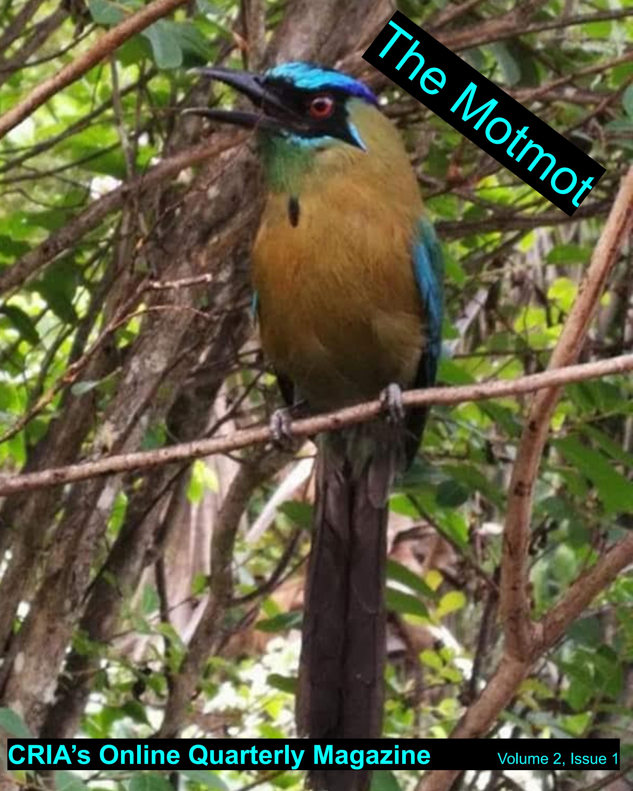 Motmot Volume 2 Issue 1 by themotmot - Issuu