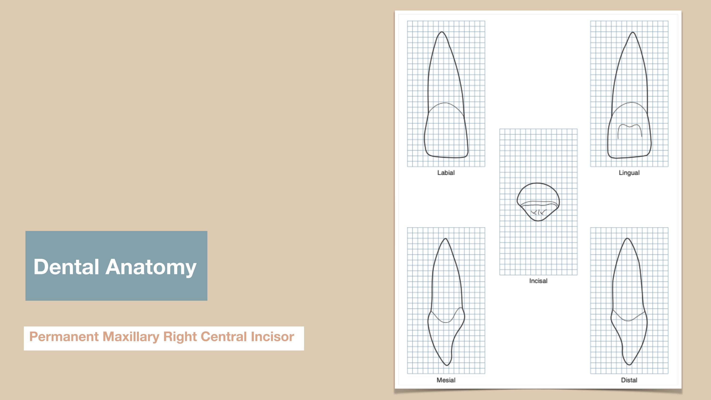 Drawing Upper Central by Hi Ciao - Issuu