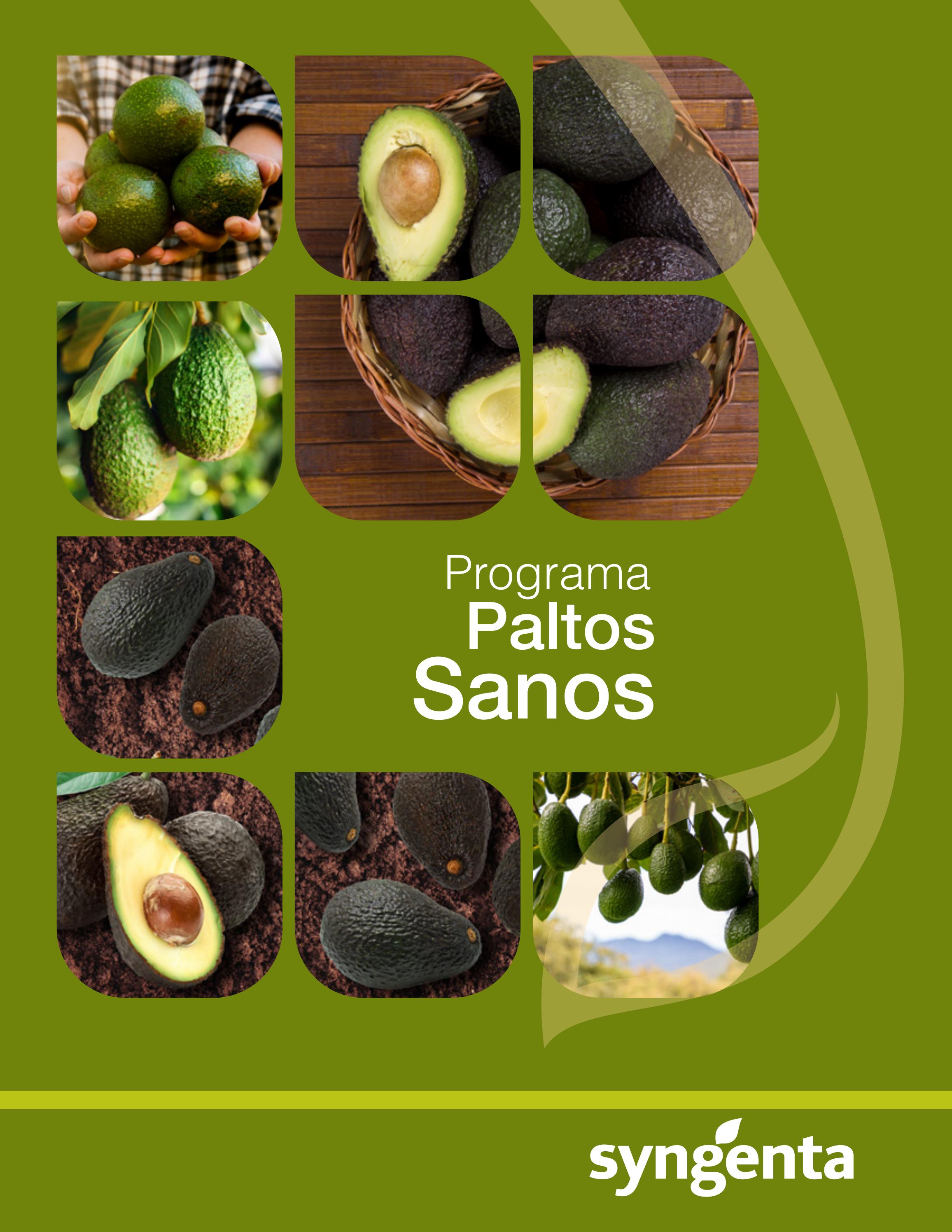 Programa Paltos Sanos - 2022 by Syngentachile - Issuu