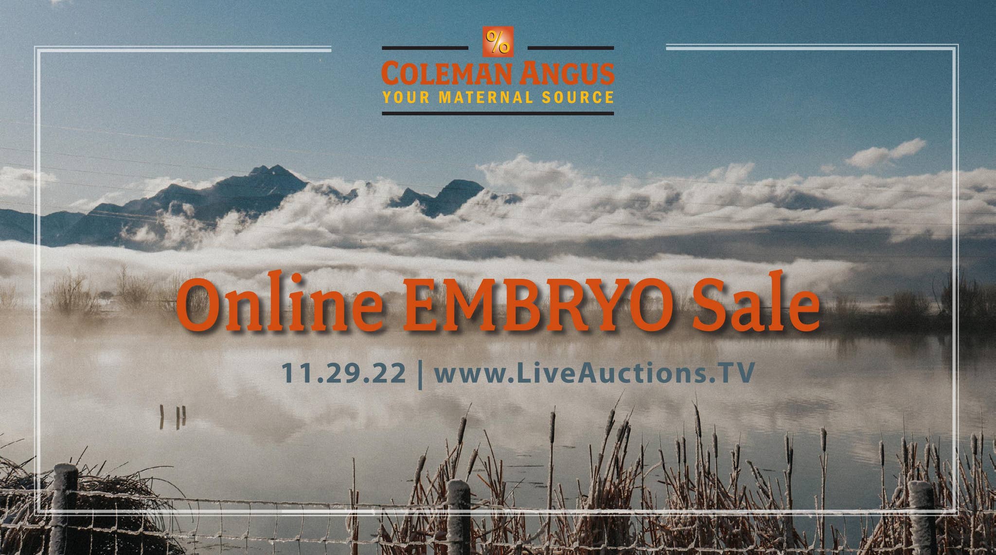Coleman Angus November Online Embryo Sale 2022 by Bohrson Marketing ...