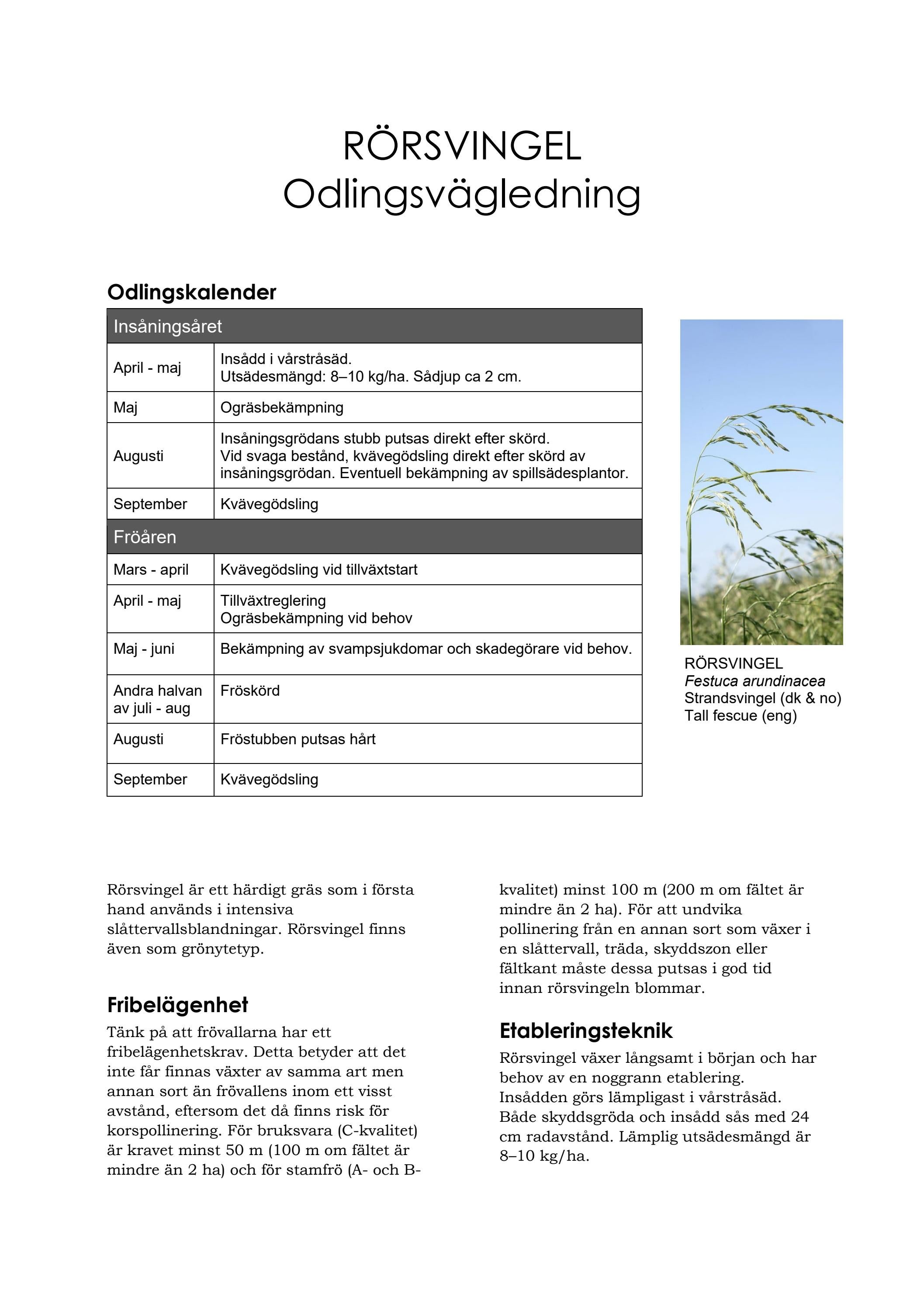 Rörsvingel konventionell odling by Svenska Foder AB - Issuu