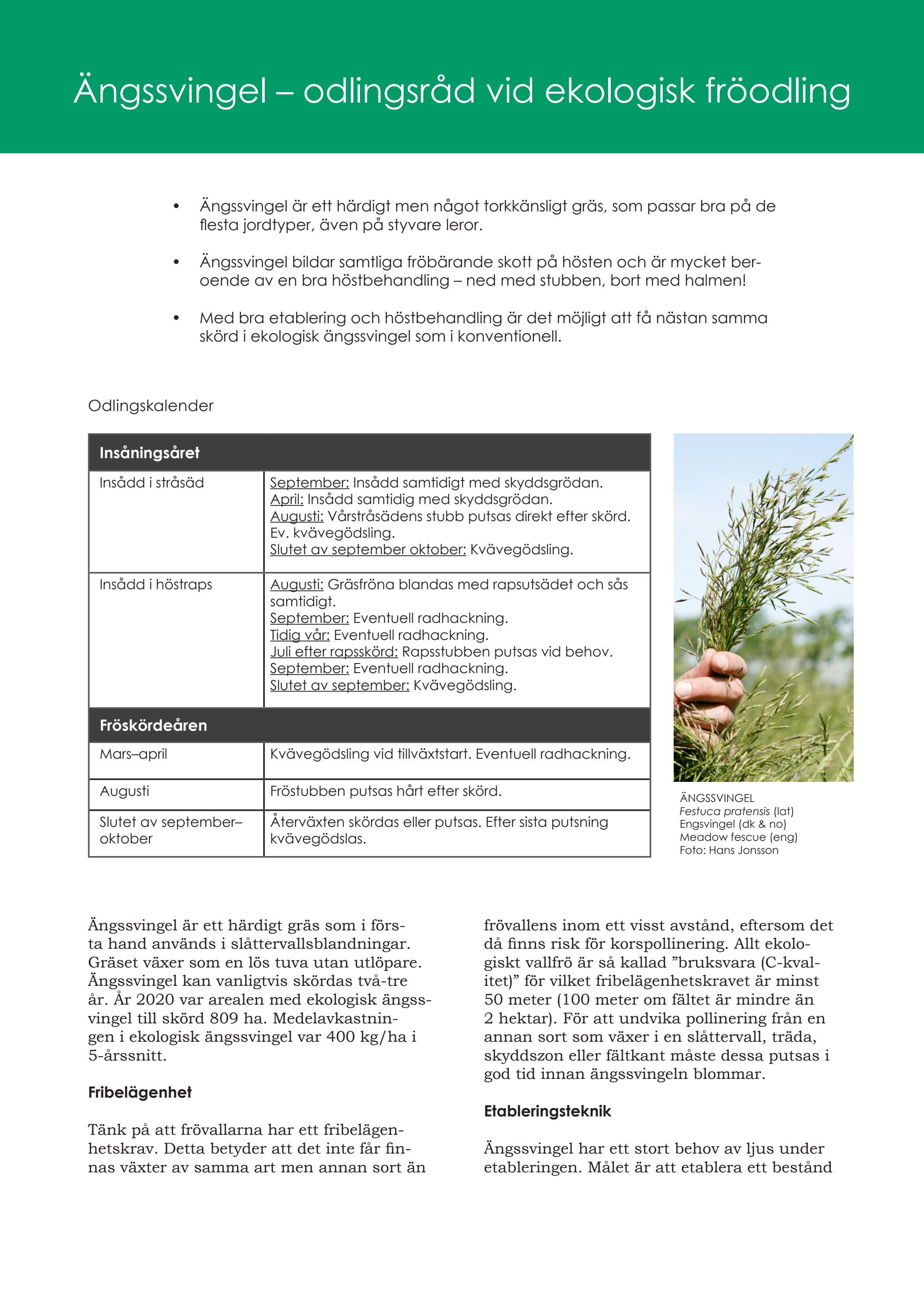 Ängssvingel ekologisk odling by Svenska Foder AB - Issuu
