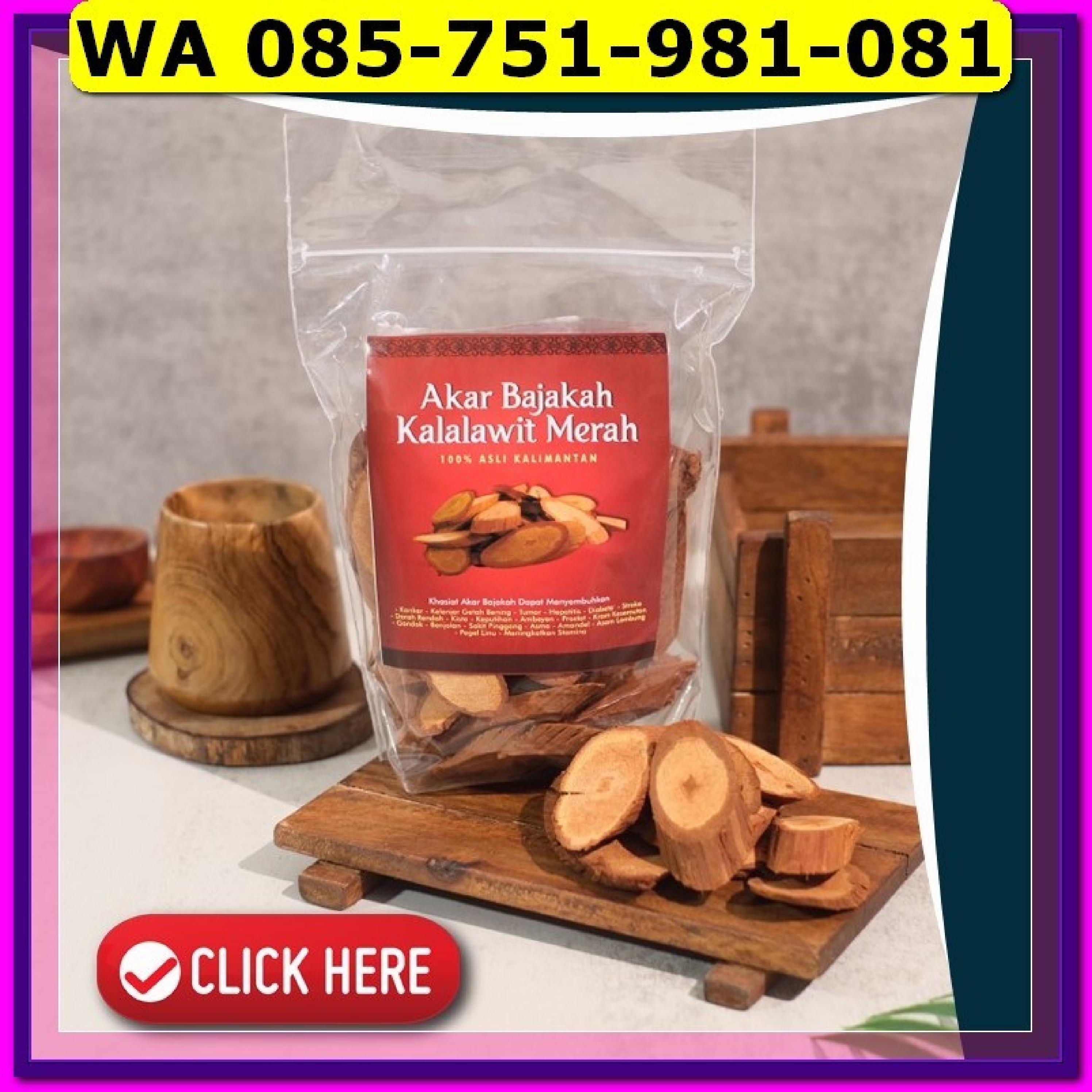 PROMO!!! 0857-5198-1081 bajakah tampala kayu bajakah manfaat by basuki ...