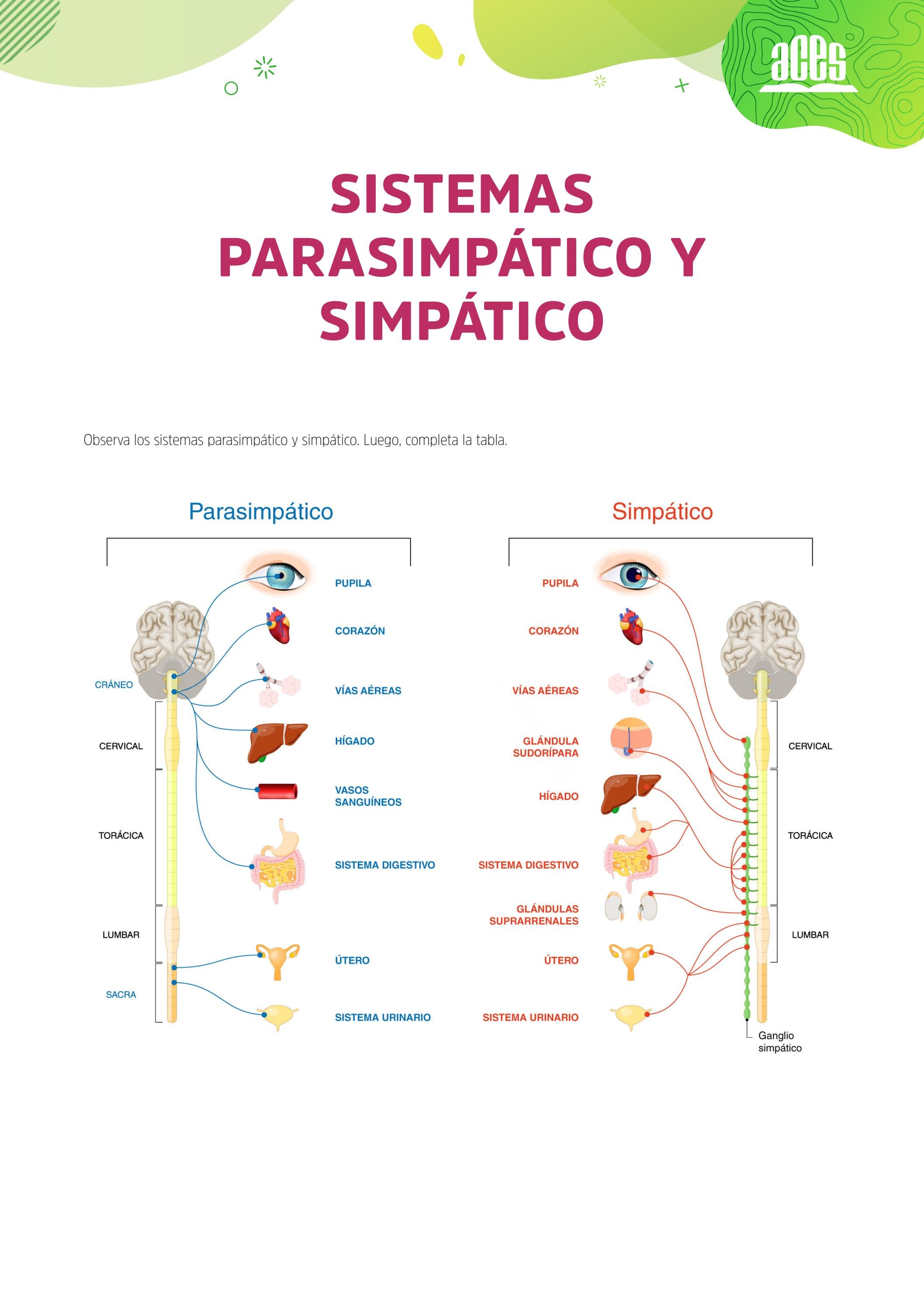 Sistemas parasimpático y simpático - Sistemas del cuerpo humano by ...