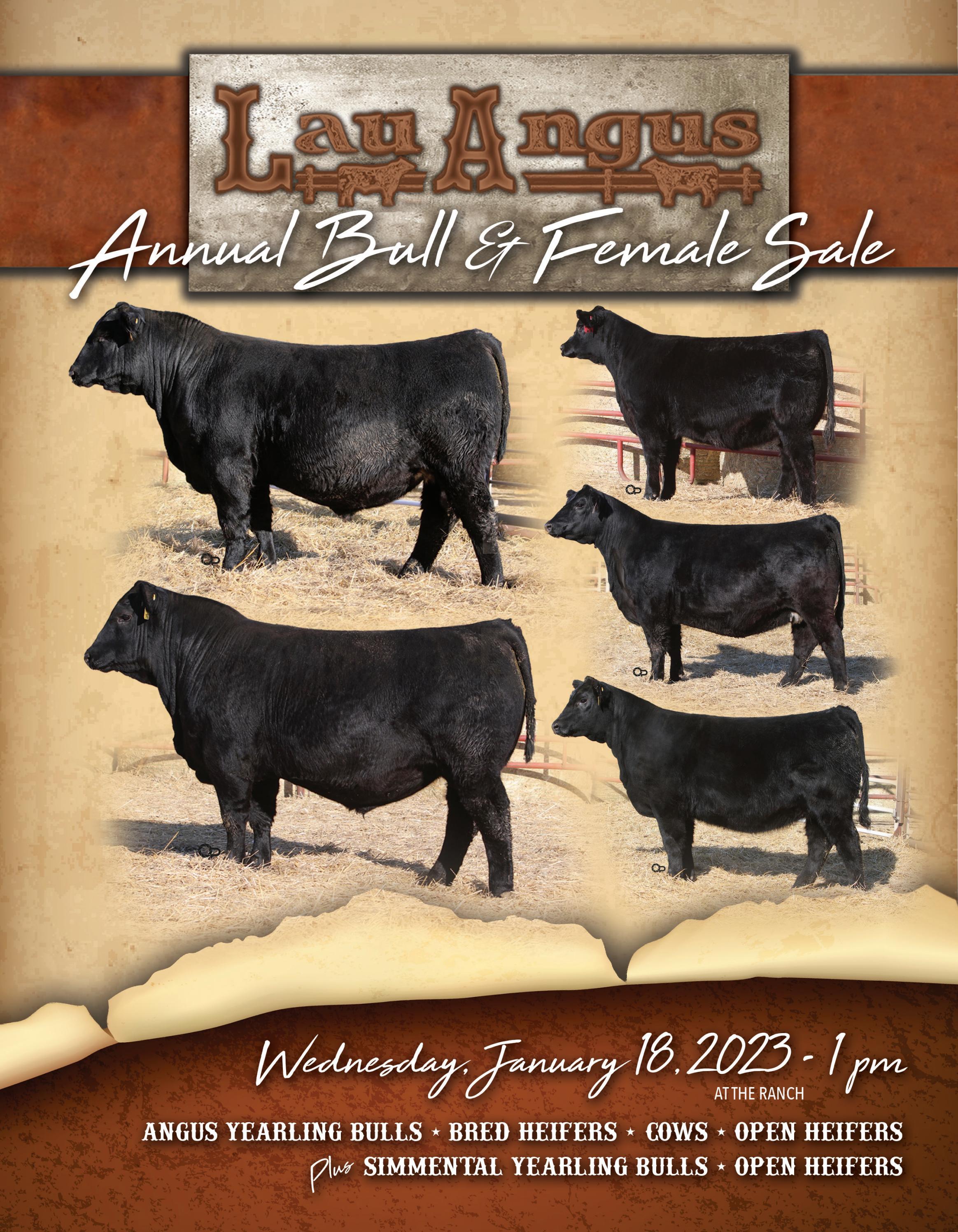 2023 Lau Angus Annual Bull & Female Sale by kelsey.steinkraus - Issuu