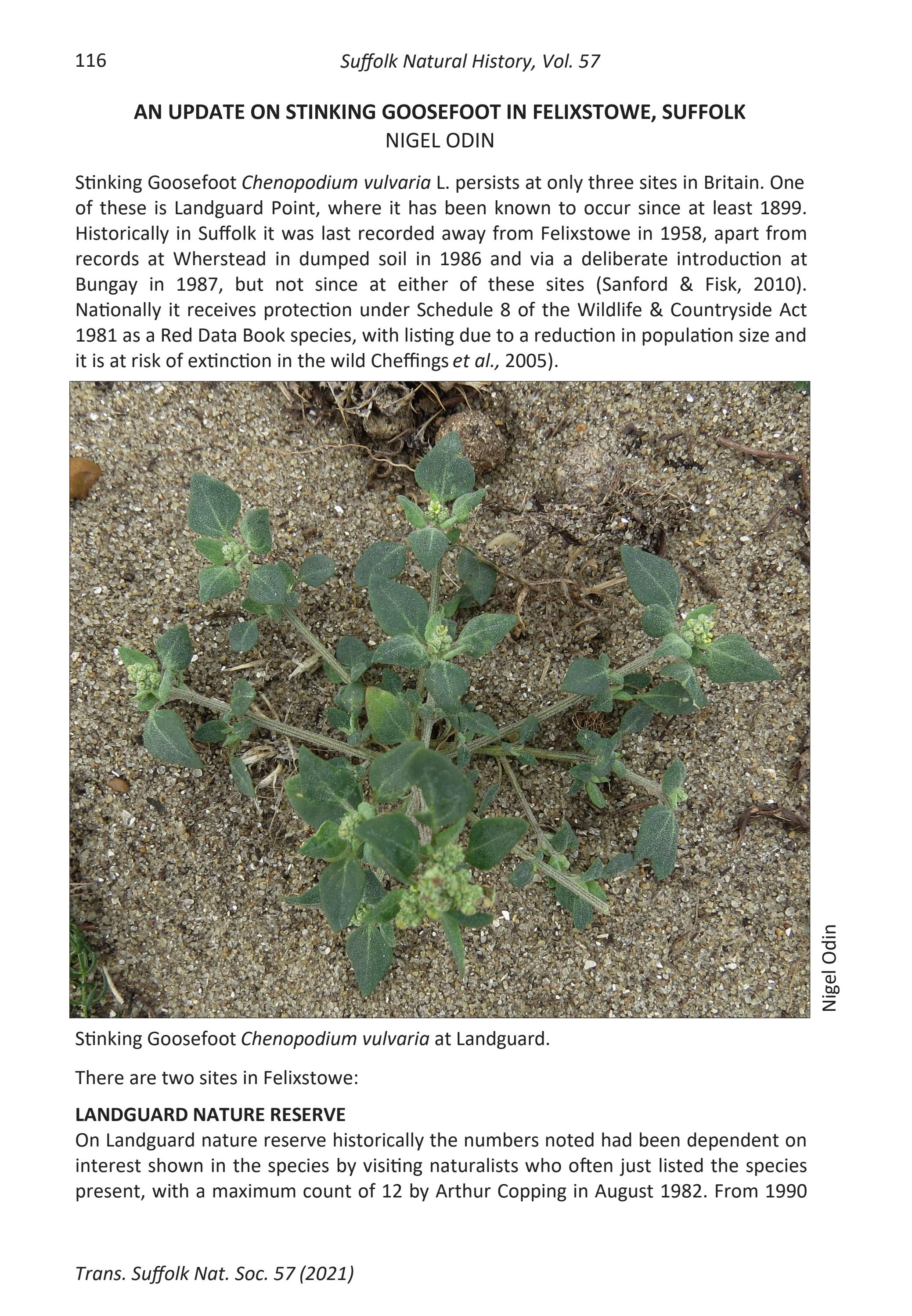 An update on Stinking Goosefoot in Felixstowe, Suffolk – Nigel Odin by ...
