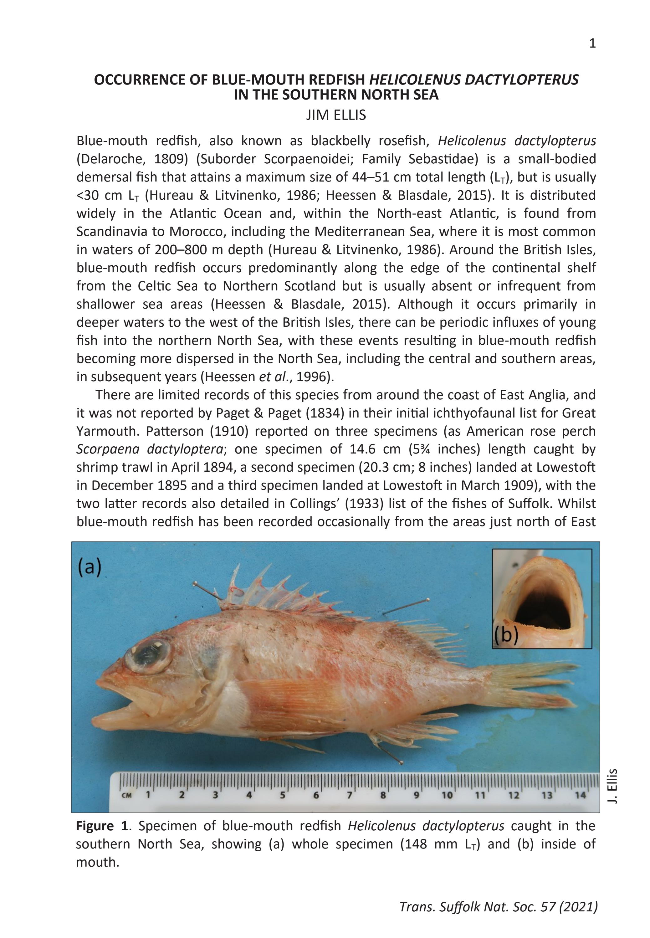 Occurrence of Blue-Mouth Redfish Helicolenus Dactylopterus in the ...