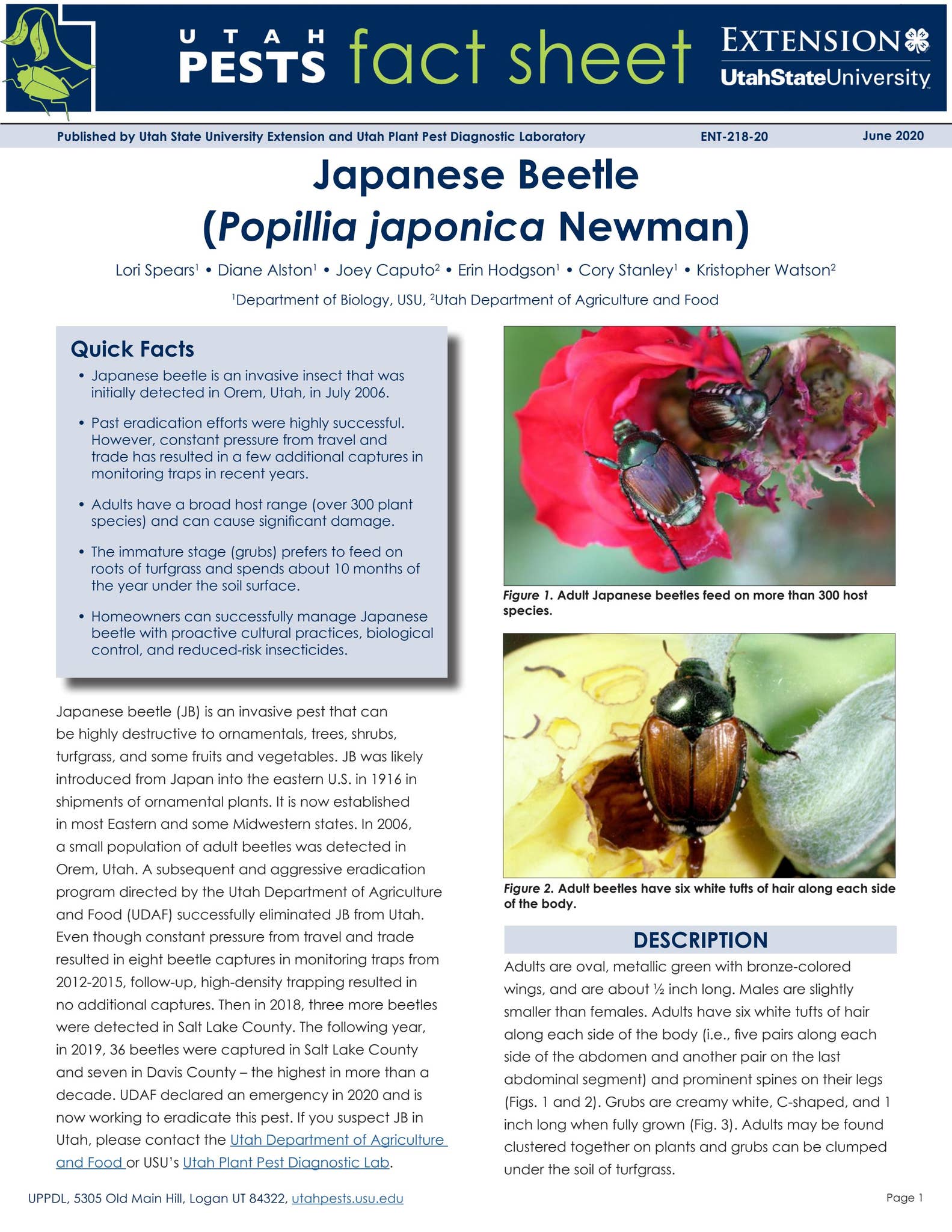 Japanese Beetle by Utah State University Extension - Issuu
