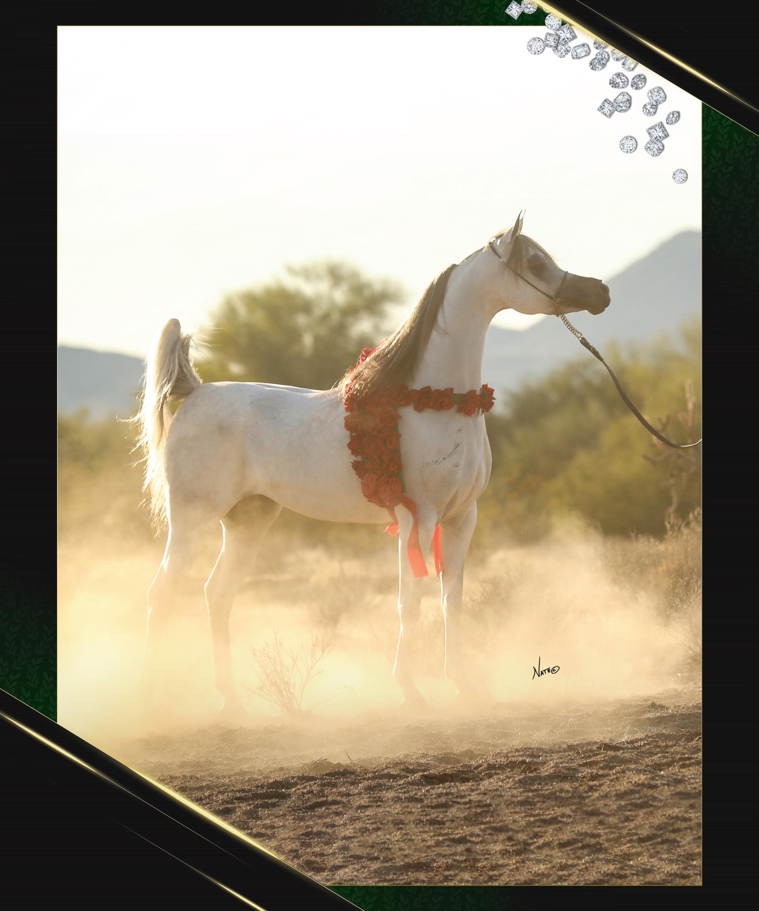 AHT Vol.52 No.12 - Haras JM by Arabian Horse Times - Issuu