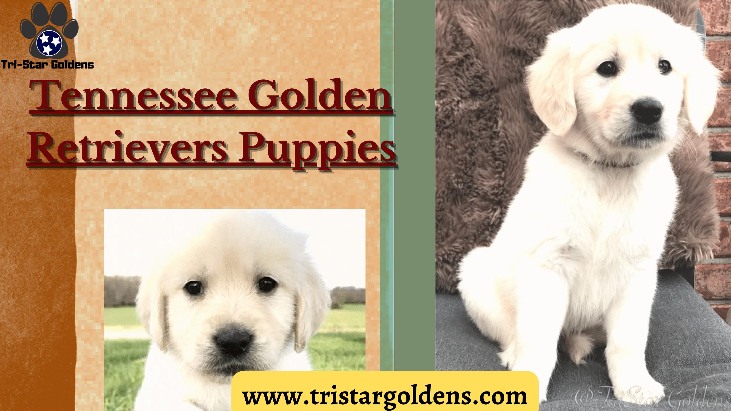 Get the most obedient dog now with Tennessee Golden Retrievers Puppies ...