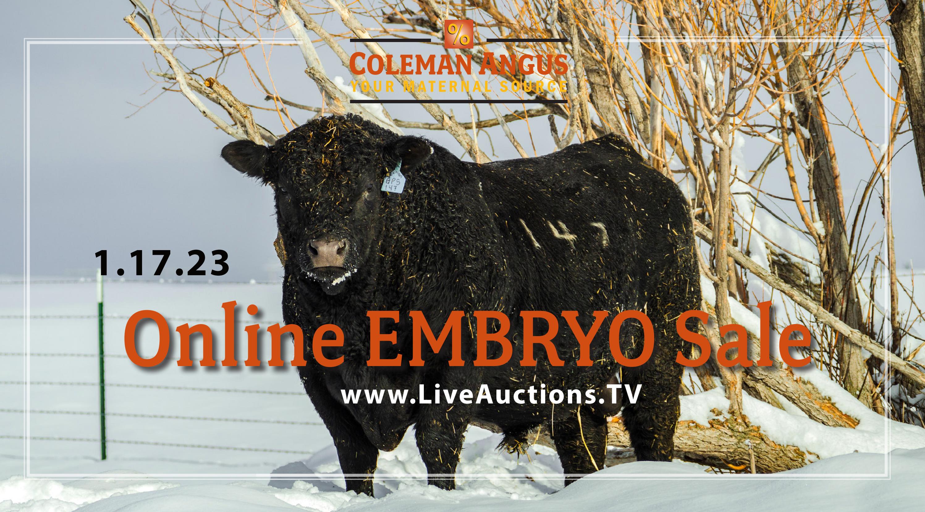 Coleman Angus January Online Embryo Sale 2023 by Bohrson Marketing ...