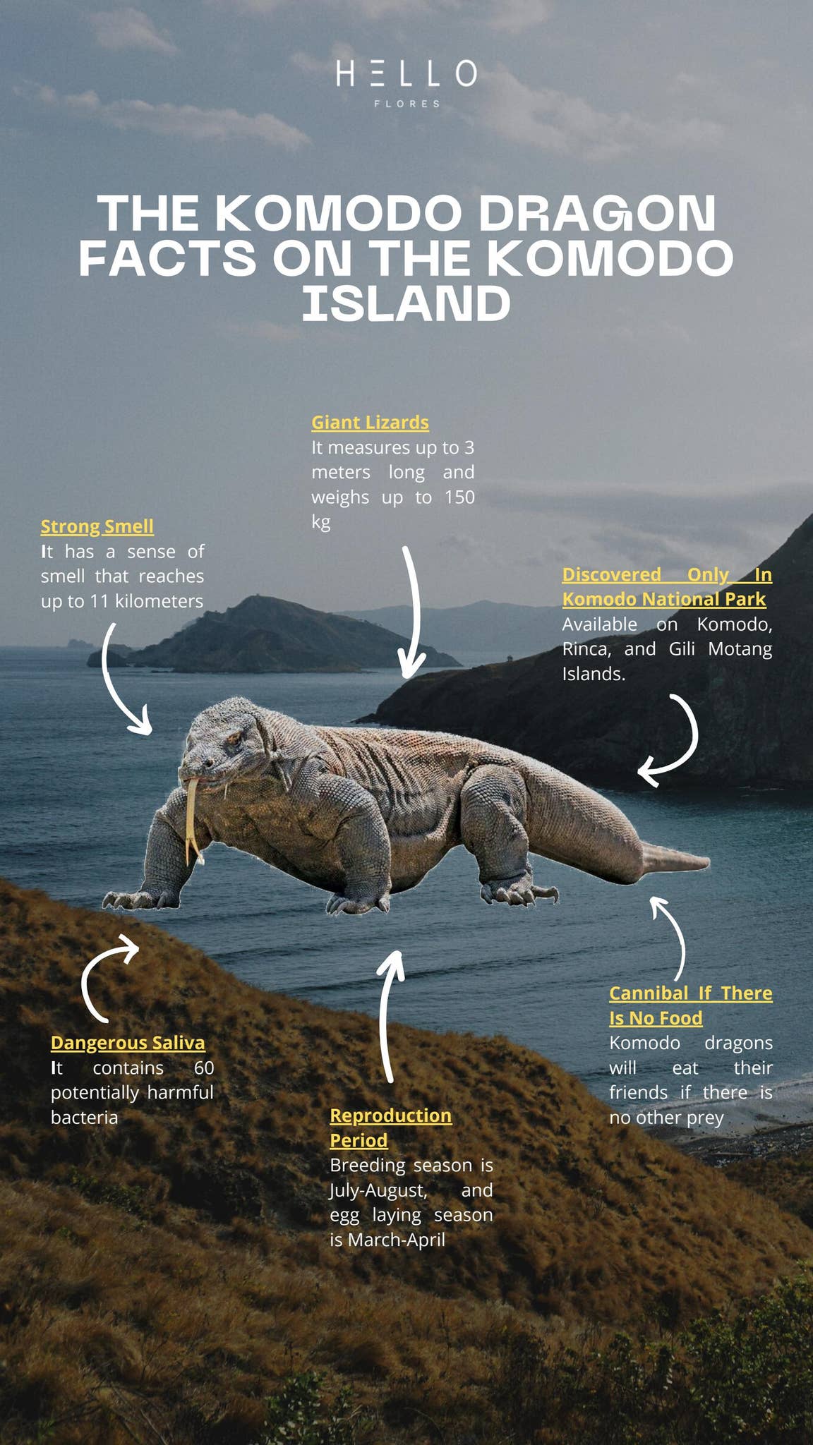 The Komodo Dragon Facts on Komodo Island by renaldi hanjaya - Issuu