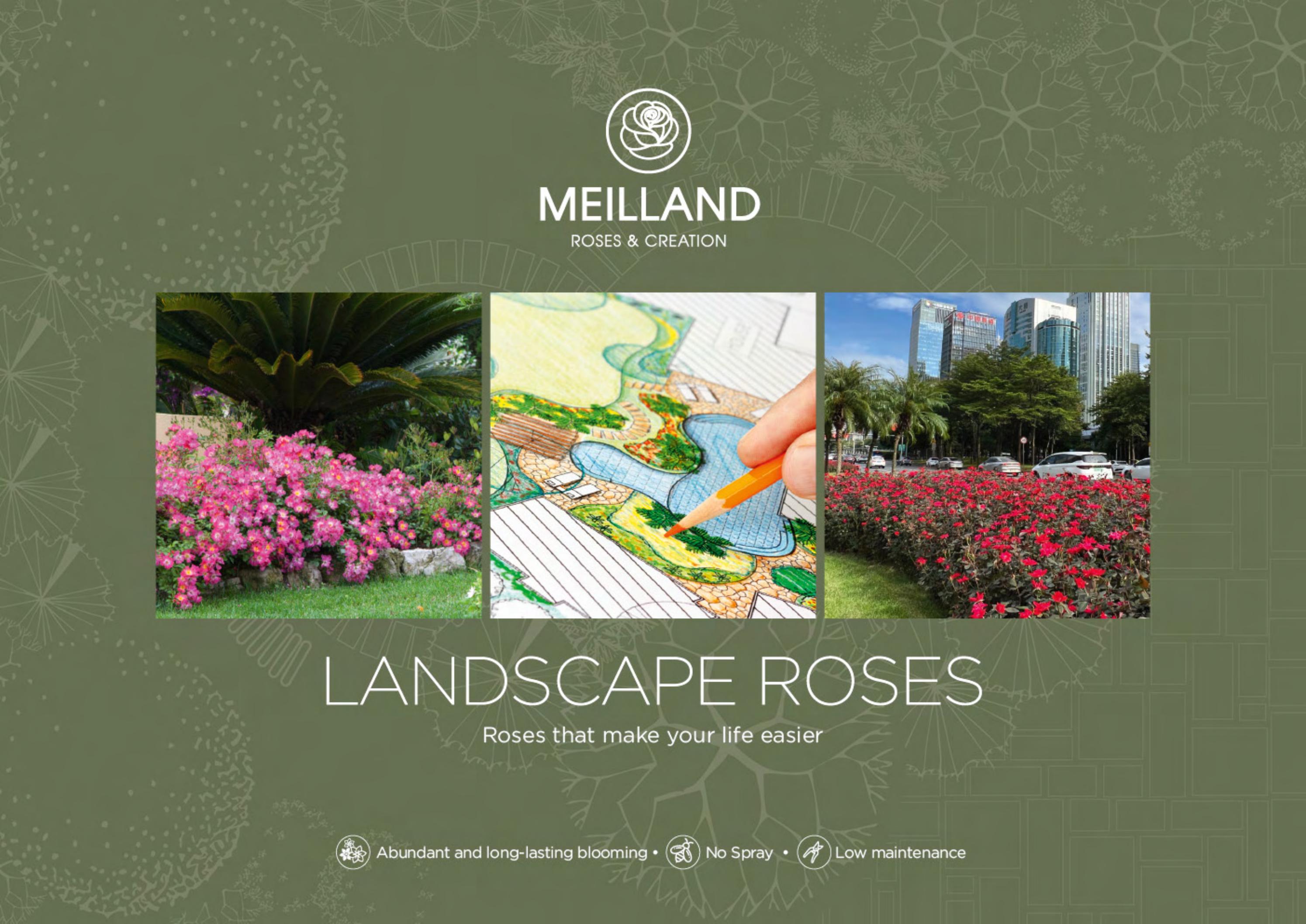 Meilland Landscape Roses by meilland - Issuu