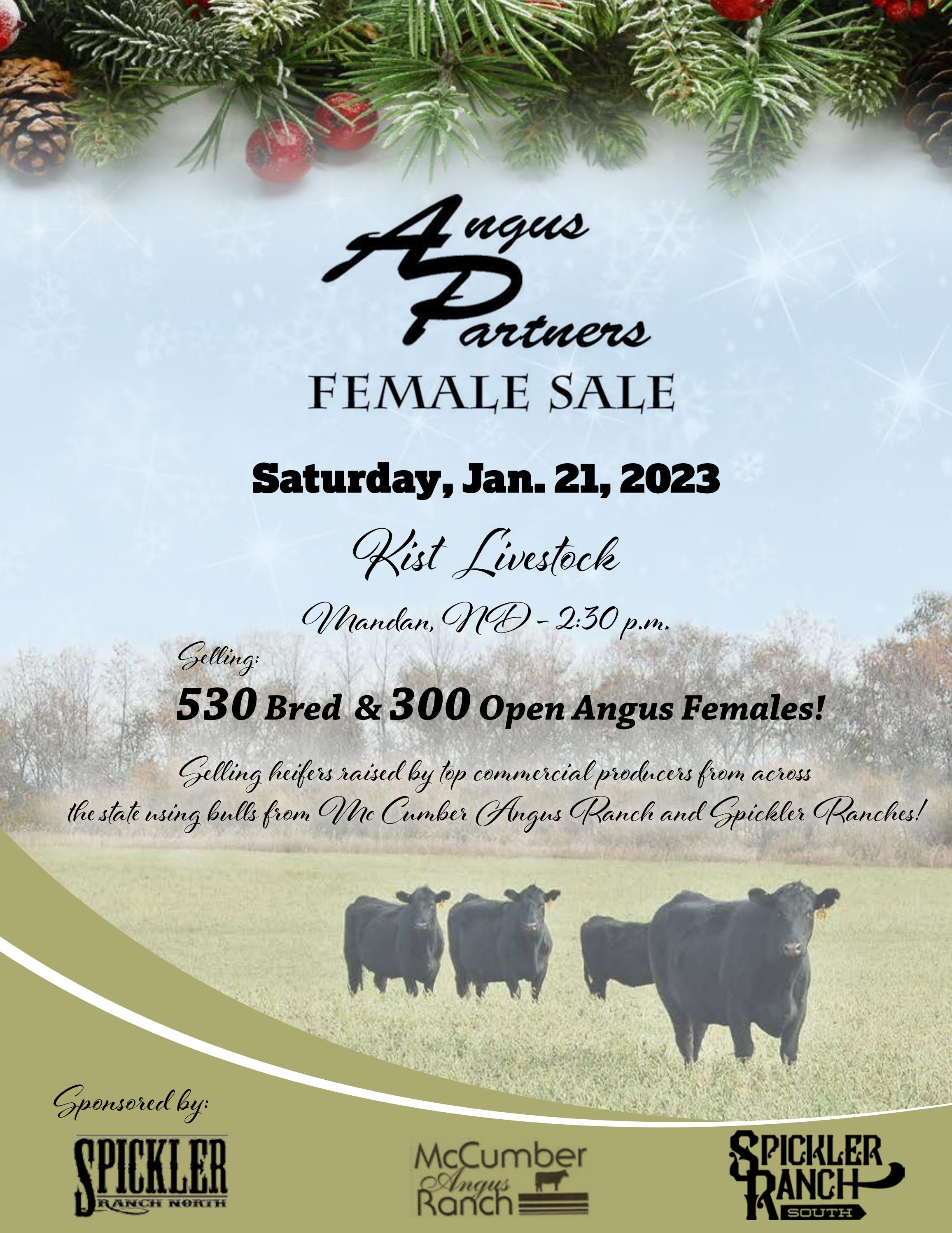 2023 Angus Partners Sale by spicklerranchsouth - Issuu