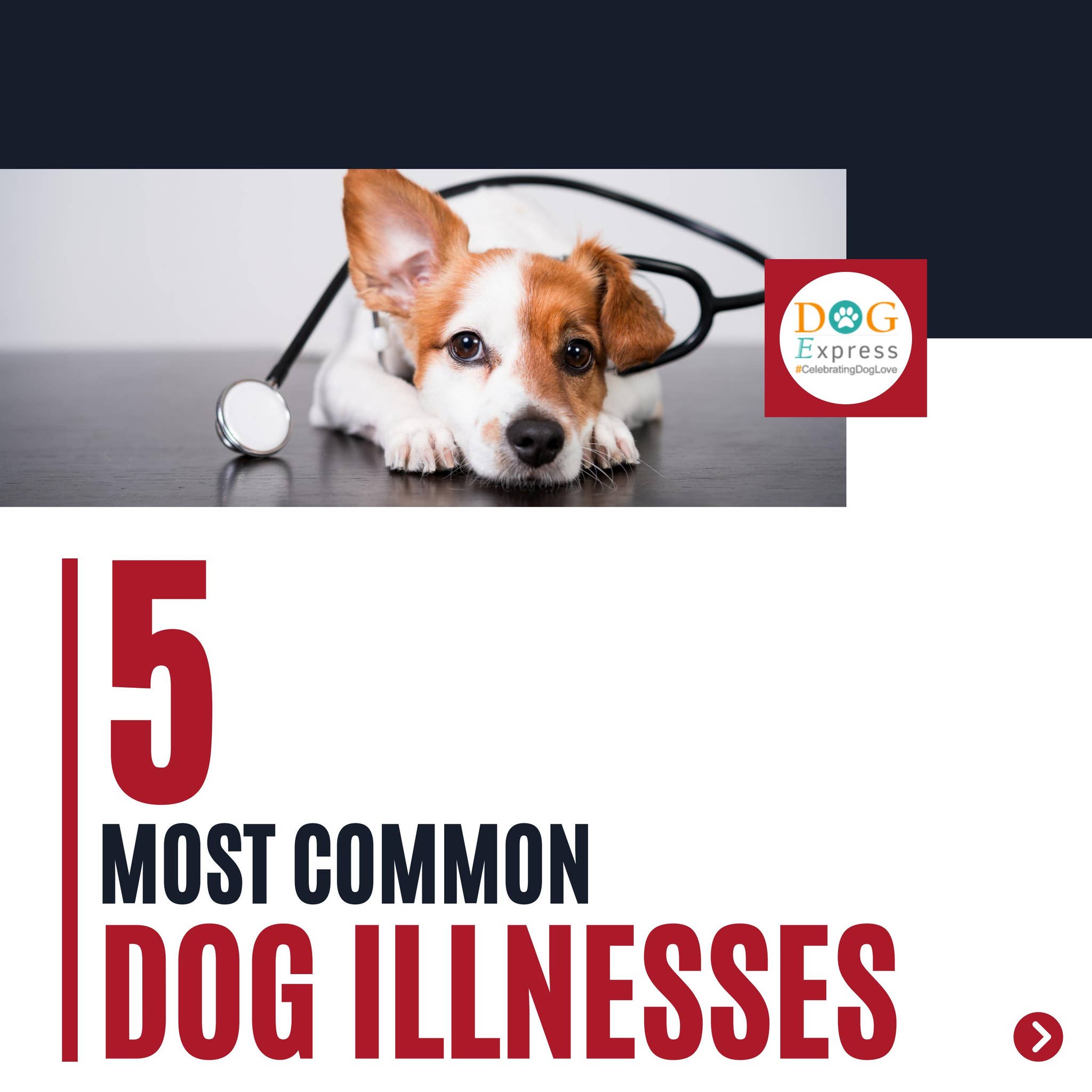 5 Most Common Dog Illnesses by DogExpress - Issuu
