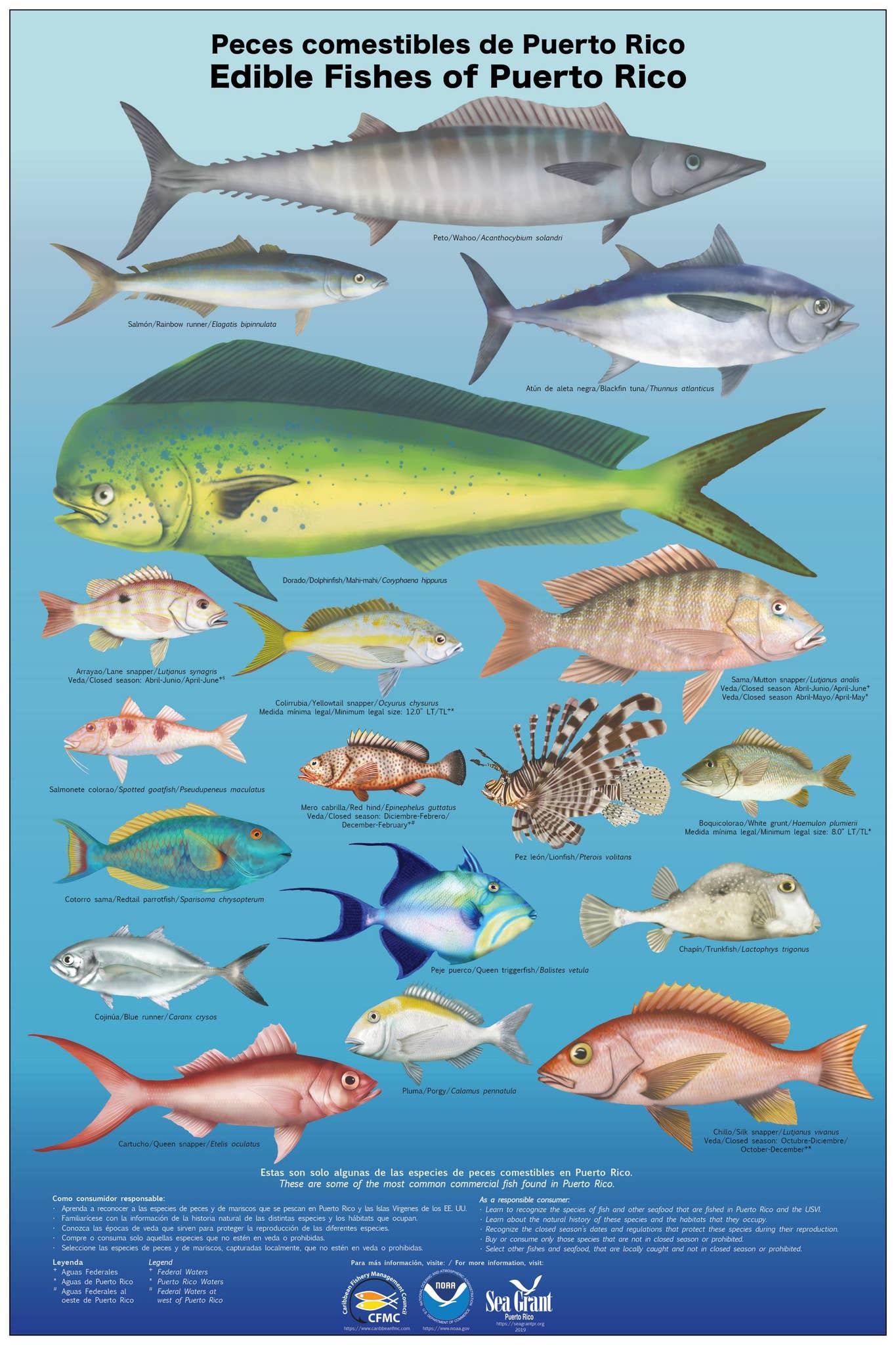 Peces comestibles de Puerto Rico / Edible Fishes of Puerto Rico by ...