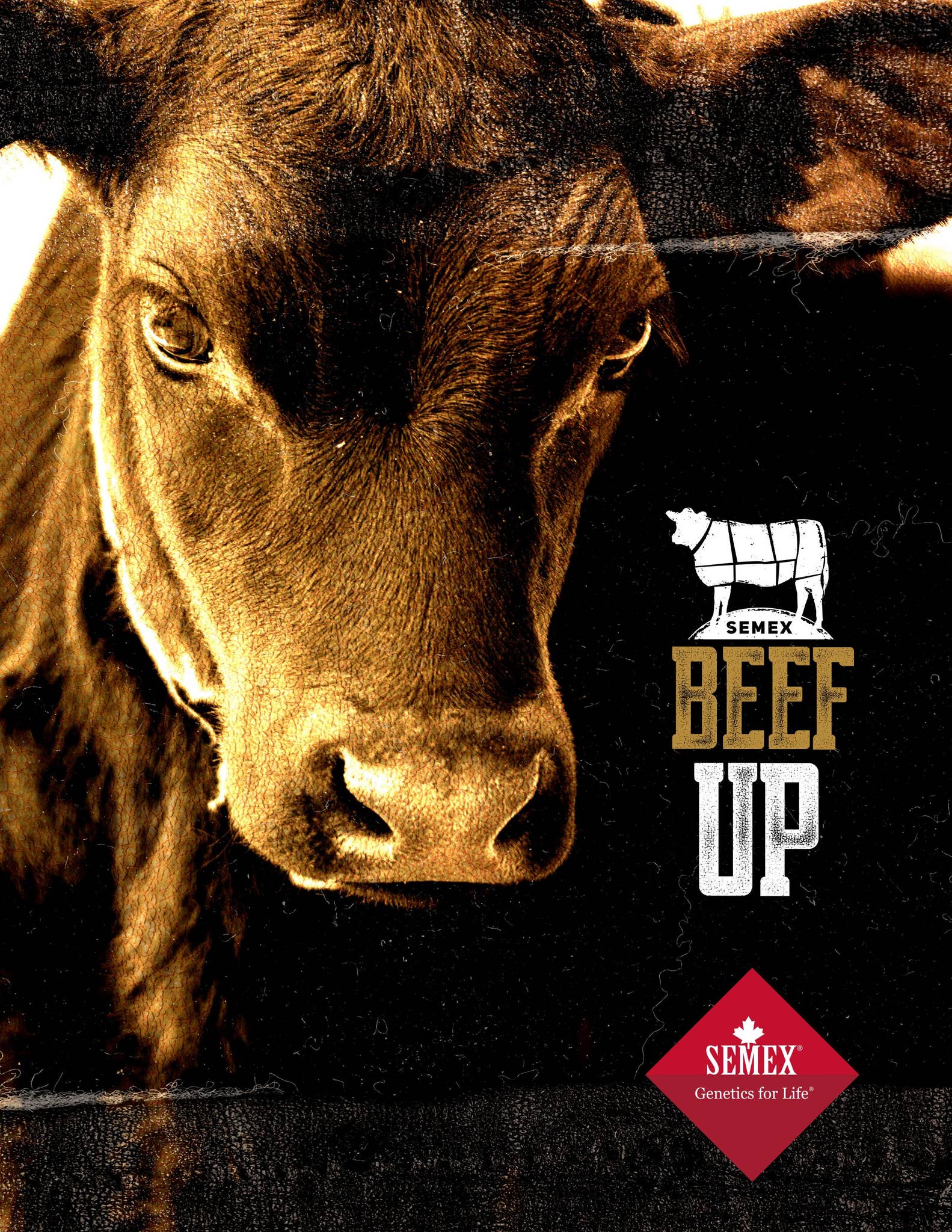 Semex Beef Up Brochure by Semex - Issuu