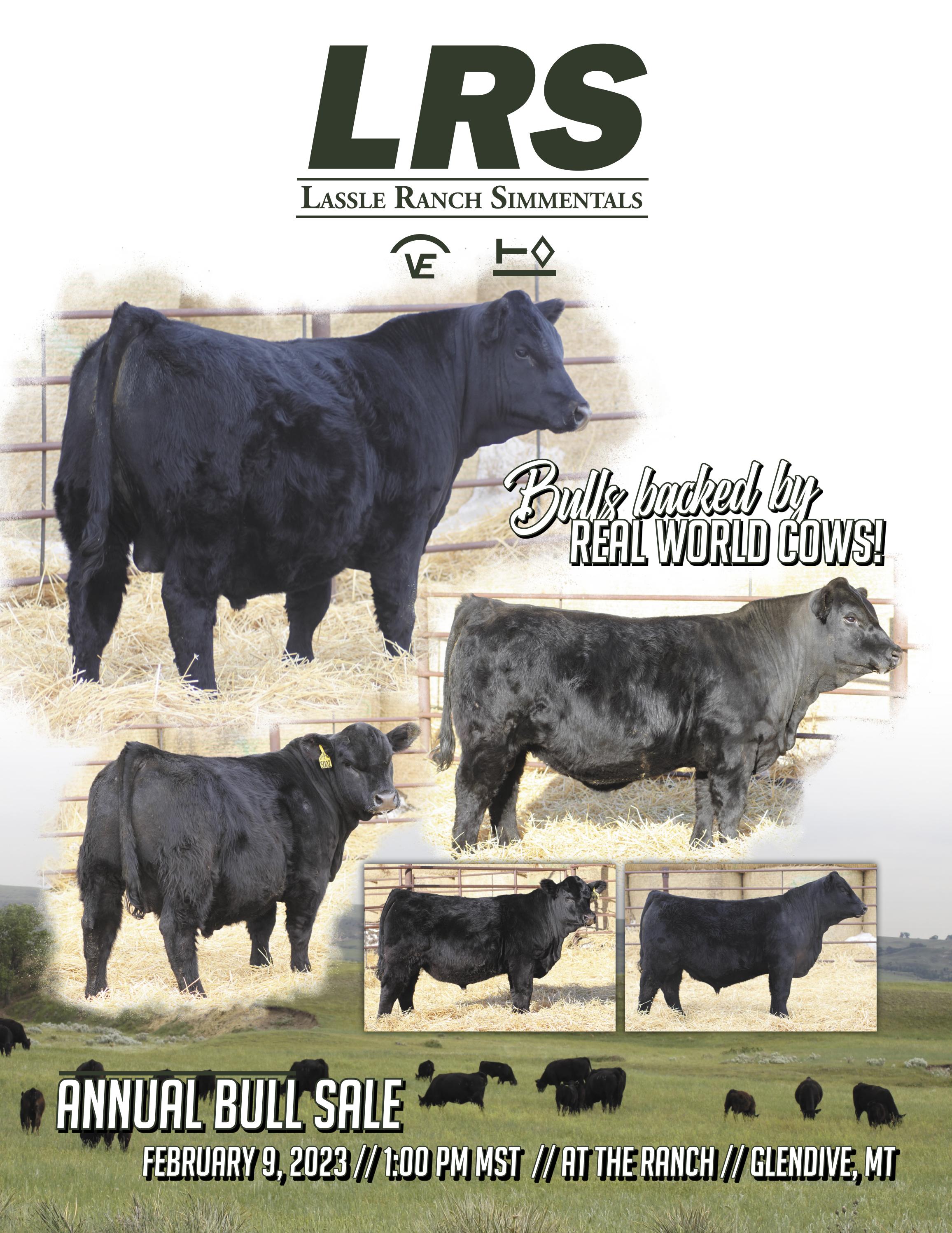 Lassle Ranch Simmentals Sale Catalog 2023 by PeltonLivestock - Issuu