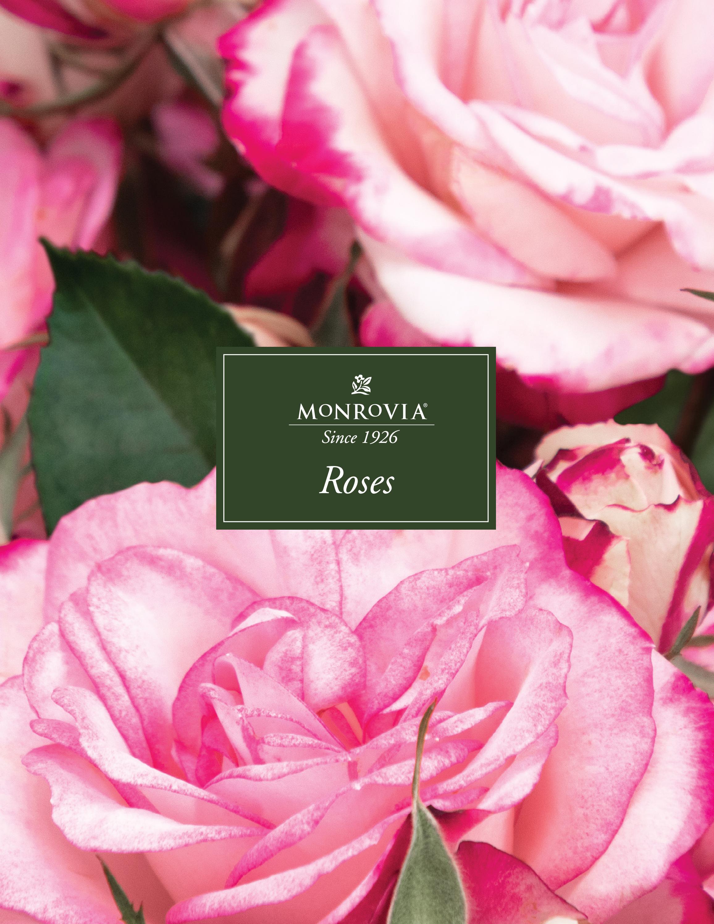 Monrovia Retailer Rose Guide by monroviaplants - Issuu