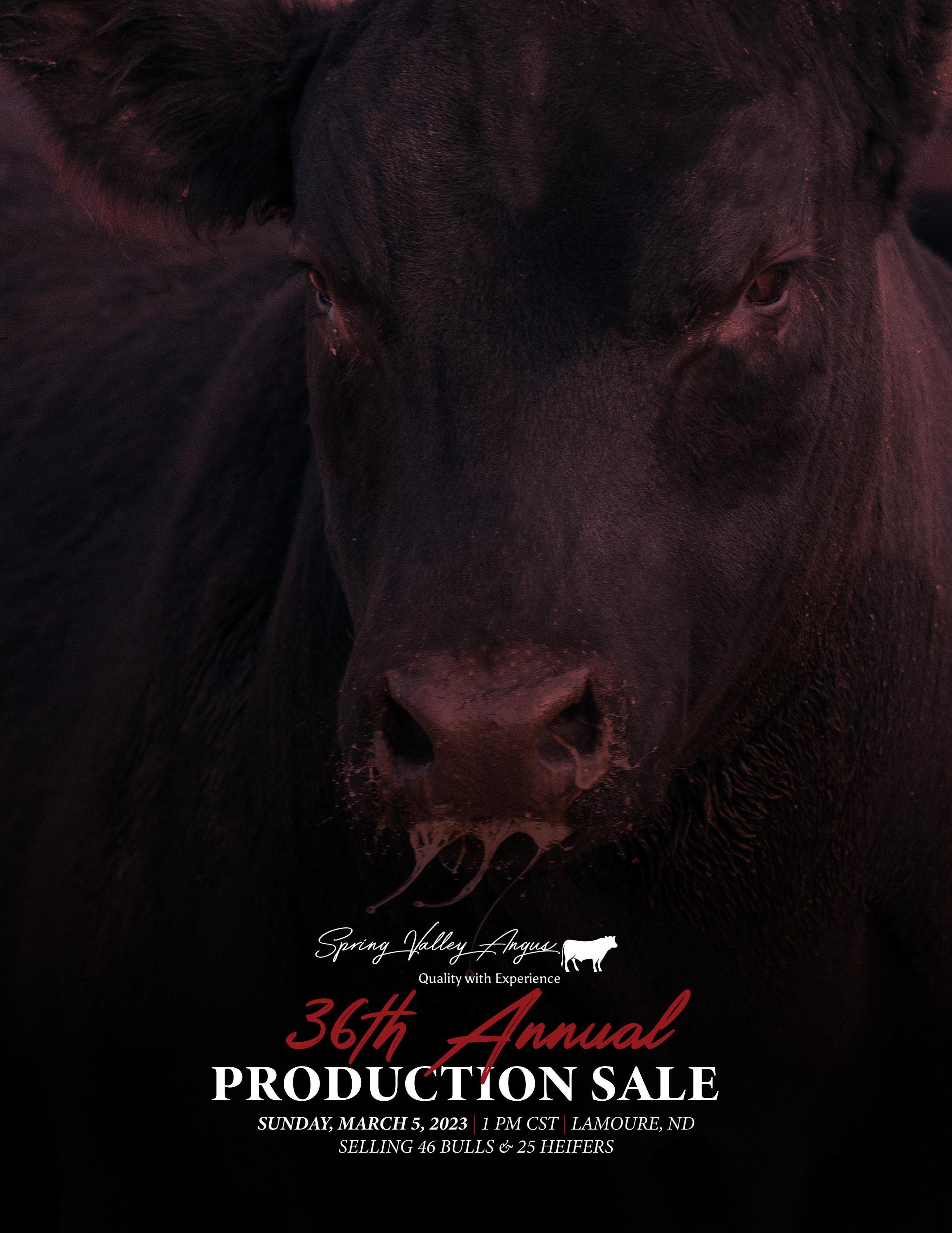 Spring Valley Angus 36th Annual Production Sale by Addison K Creative ...