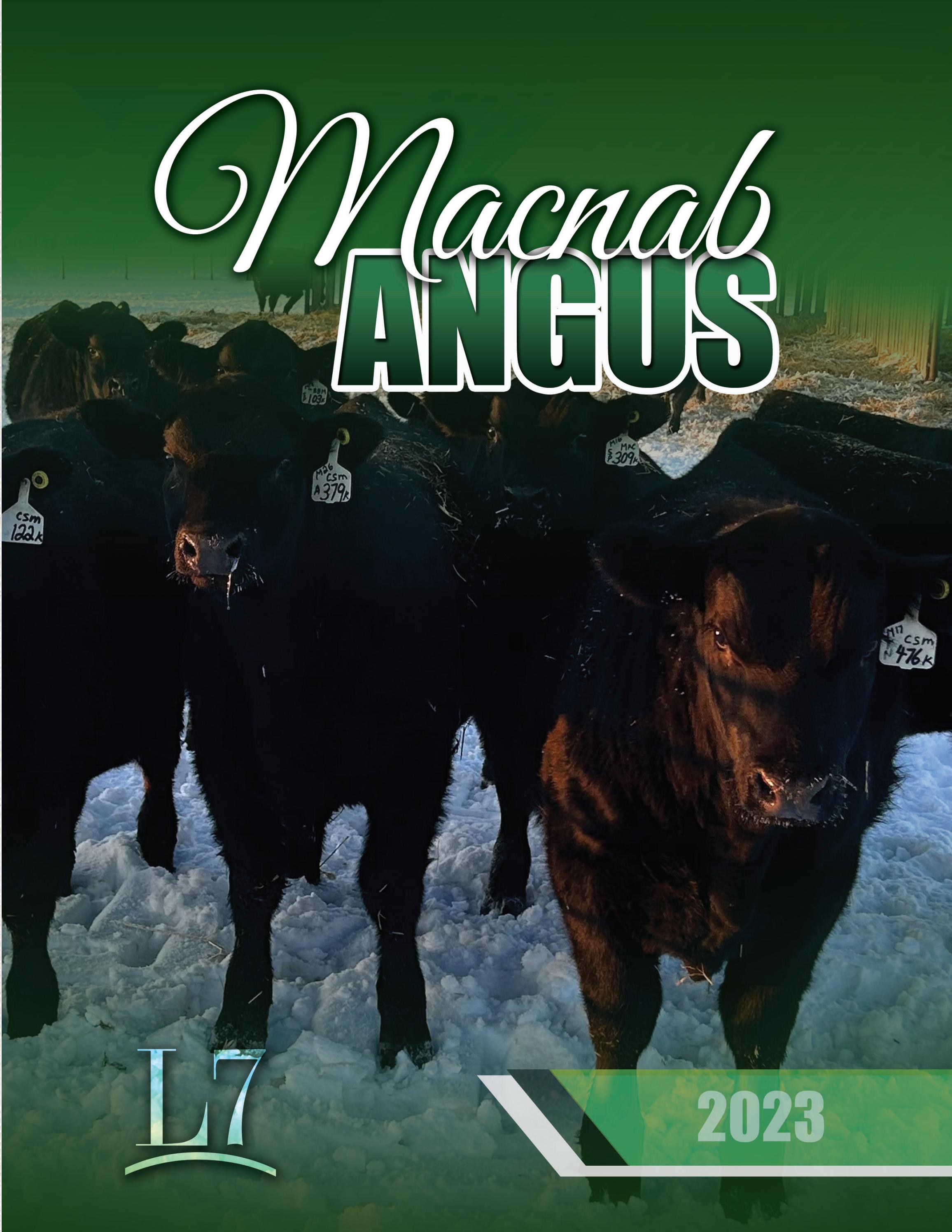 Macnab Angus 2023 Private Treaty Bull Sale by Today's Publishing Inc ...