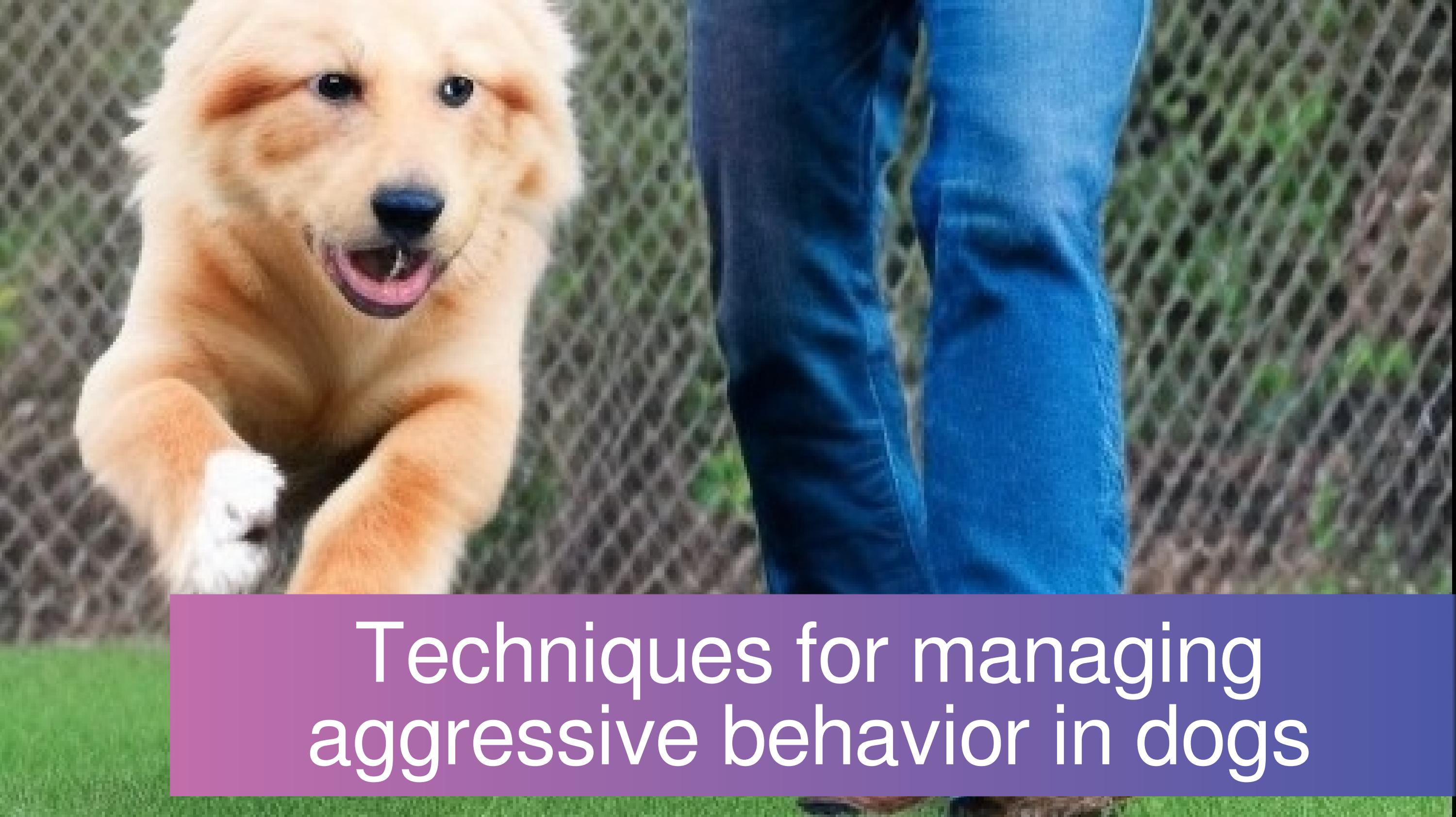 How to Train an Aggressive Dog without Creating Fear or Anxiety by ...