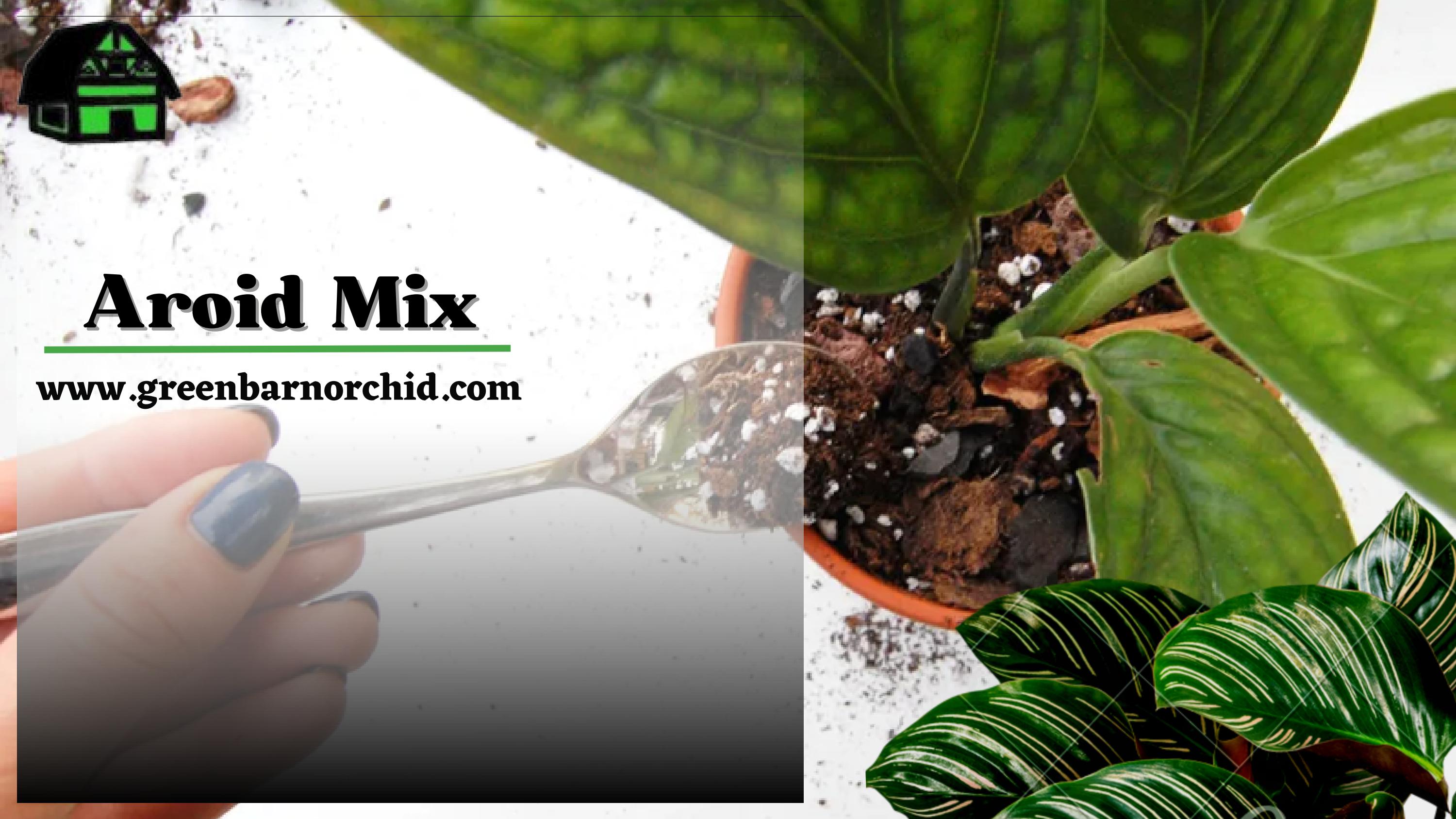 Find The Top-Quality Aroid Mix Now From Here - Green Barn Orchid by ...